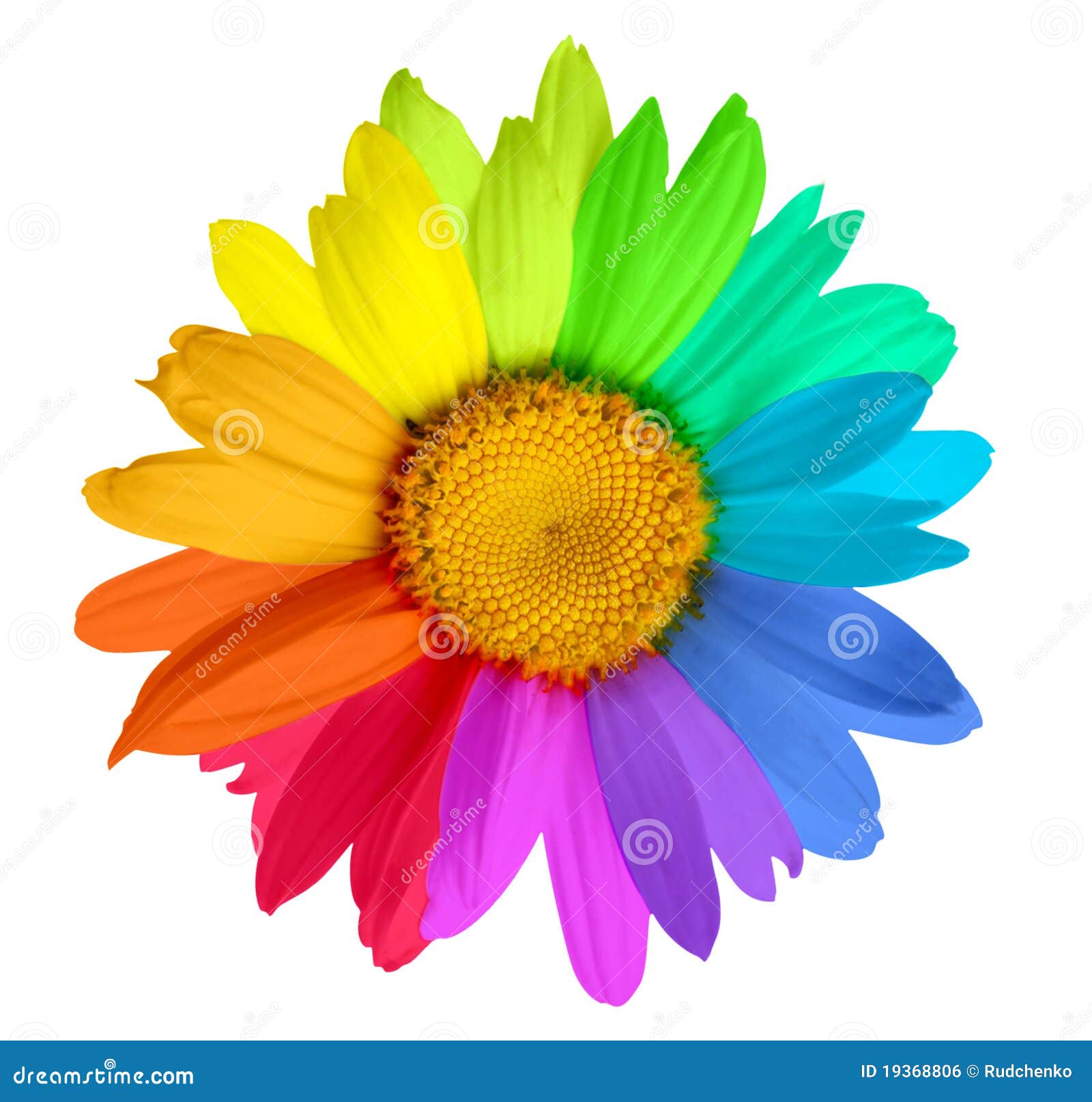 Multicolored flower stock photo. Image of white, closeup - 19368806