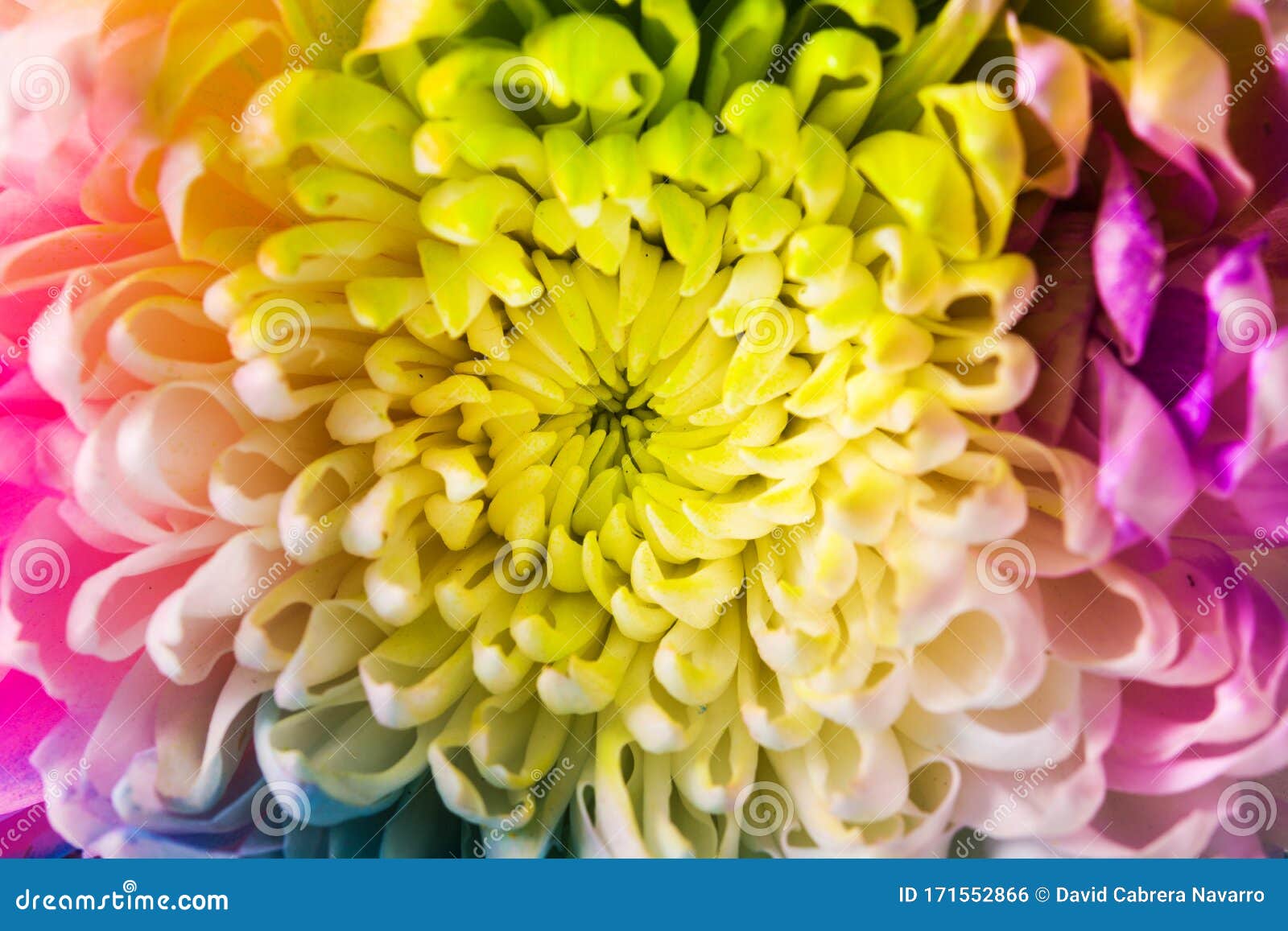 Multicolored flower stock photo. Image of beautiful - 171552866