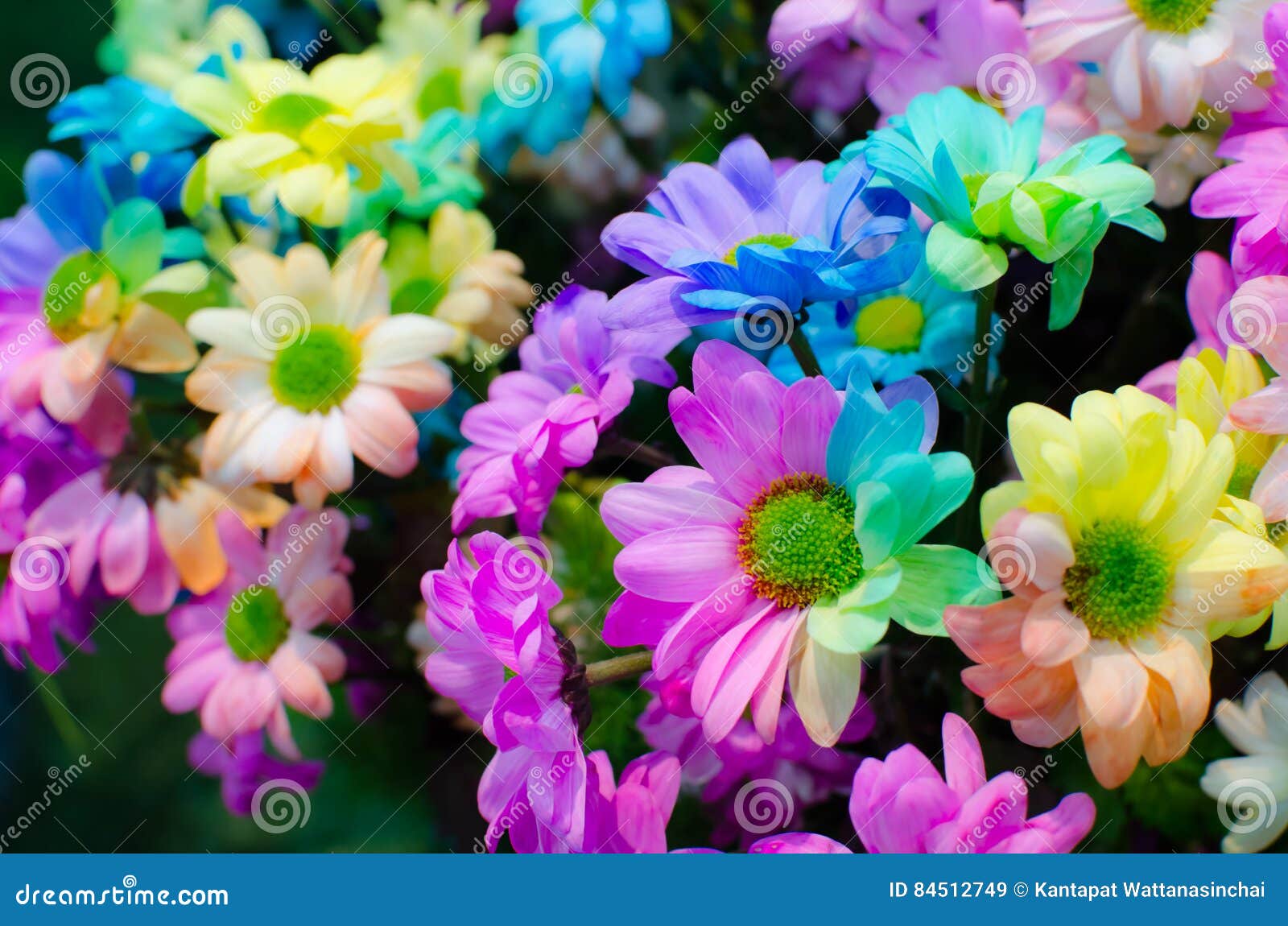 Multicolored flower. stock image. Image of bouquet, blue - 84512749