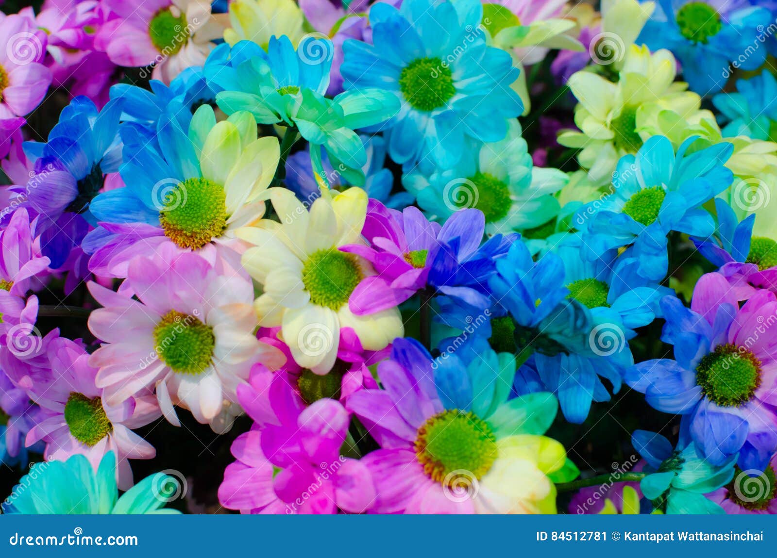 Multicolored flower. stock image. Image of background - 84512781