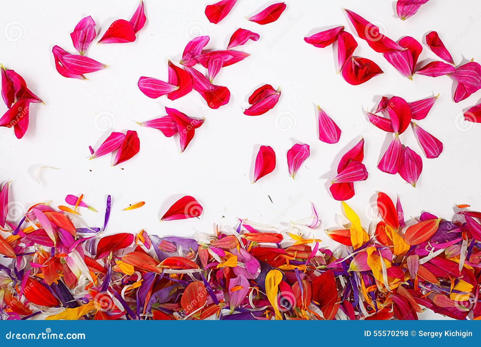 Multicolored flower petals stock photo. Image of pattern - 55570298