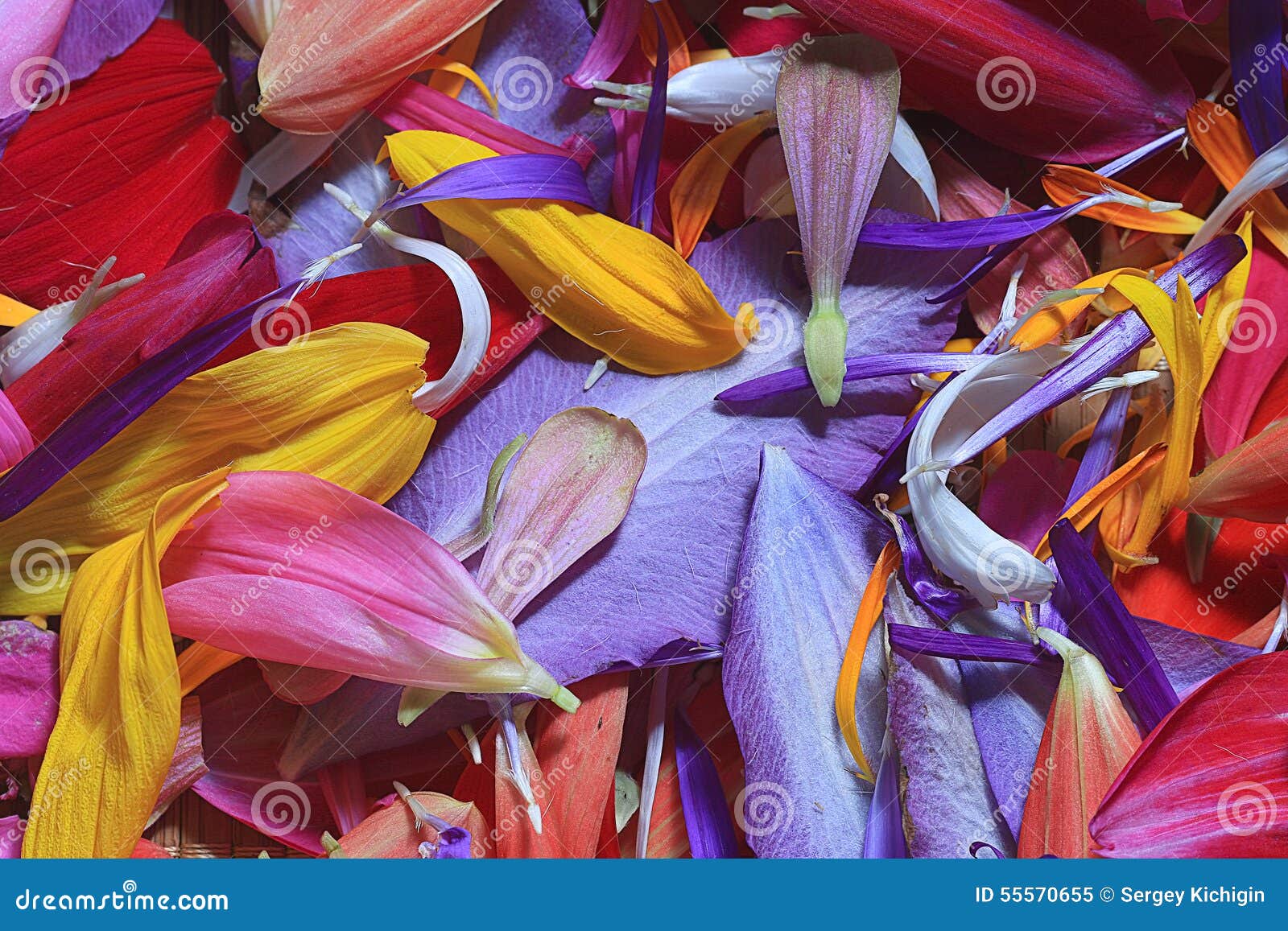 Multicolored flower petals stock image. Image of decoration - 55570655