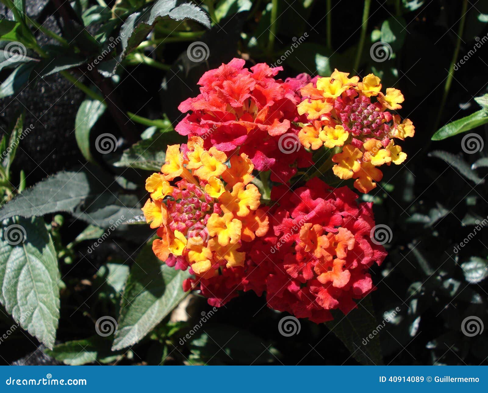 Multicolored flower stock image. Image of jaune, multicolored - 40914089