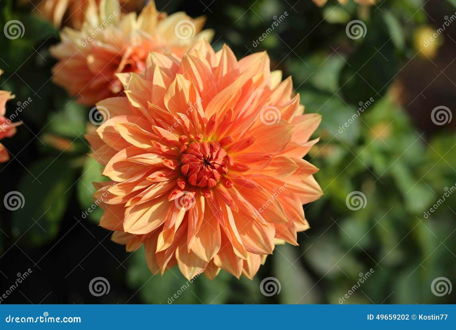 Multicolored flowers stock photo. Image of plant, colorful - 49659202