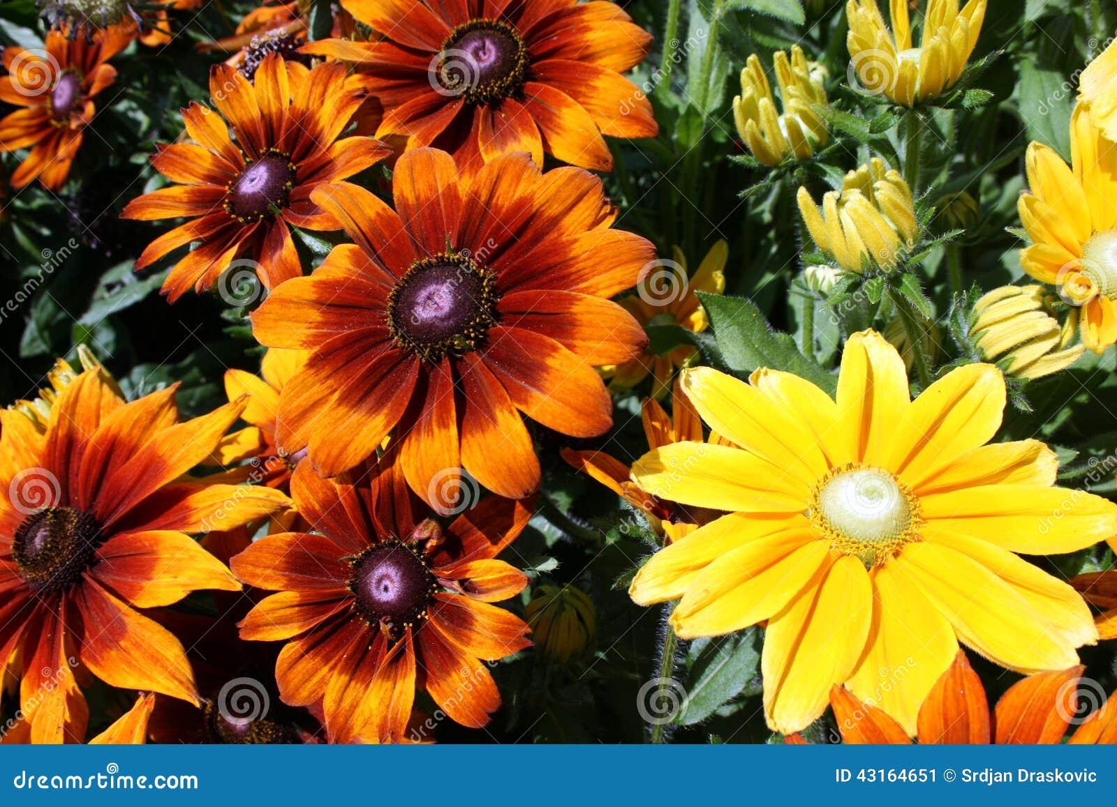 Multicolored flowers stock image. Image of nature, outdoor - 43164651