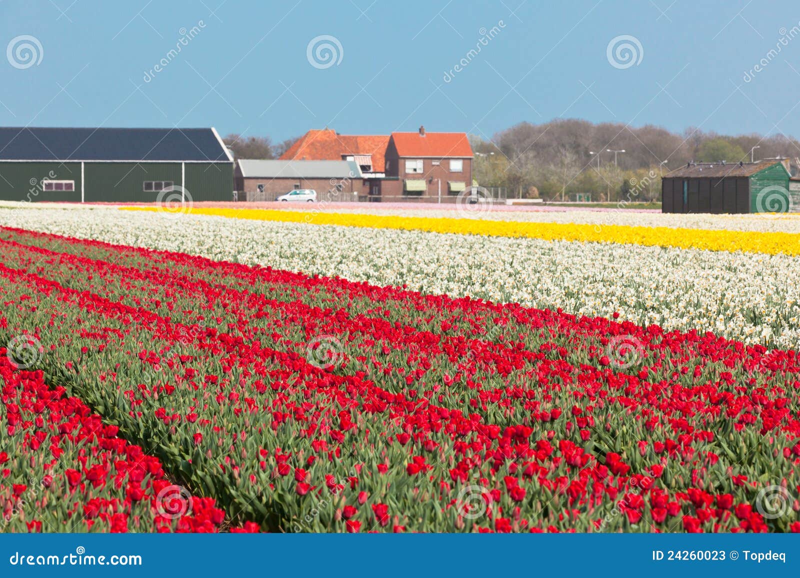 Multicolored Flowers Field in Holland Stock Image - Image of farm ...