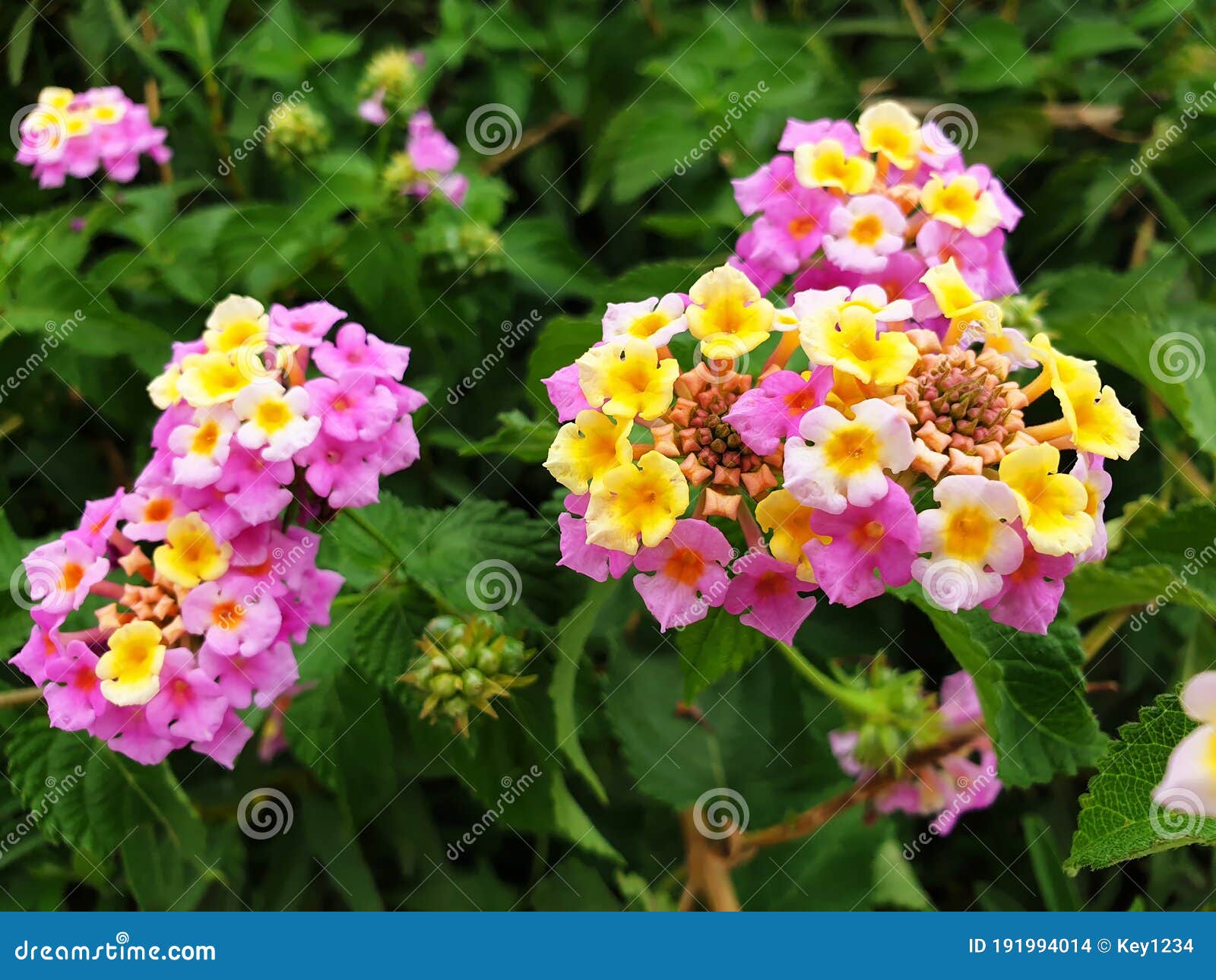 Multicolored Flowers of Lantana Camara Stock Photo - Image of bloom ...