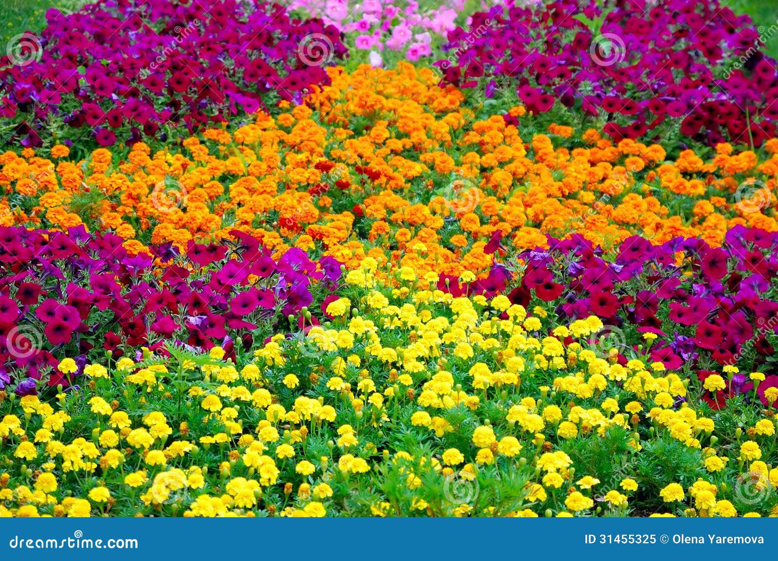Multicolored flowers stock image. Image of orange, pattern - 31455325