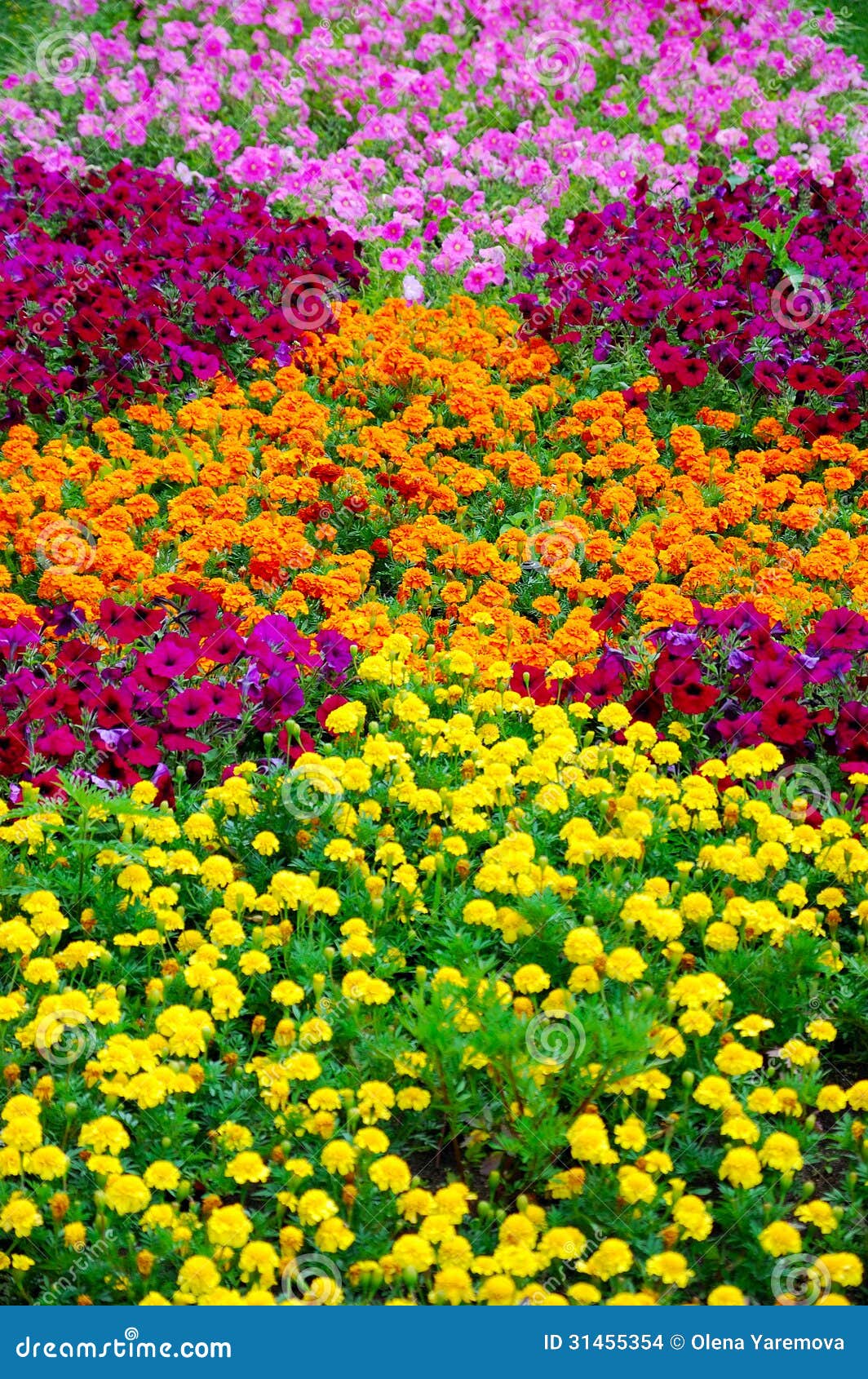 Multicolored flowers stock photo. Image of yellow, grass - 31455354