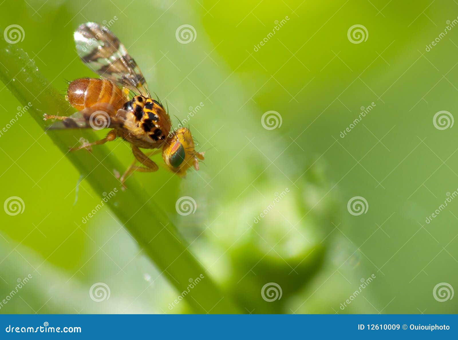 Multicolored fly 2 stock image. Image of green, close - 12610009