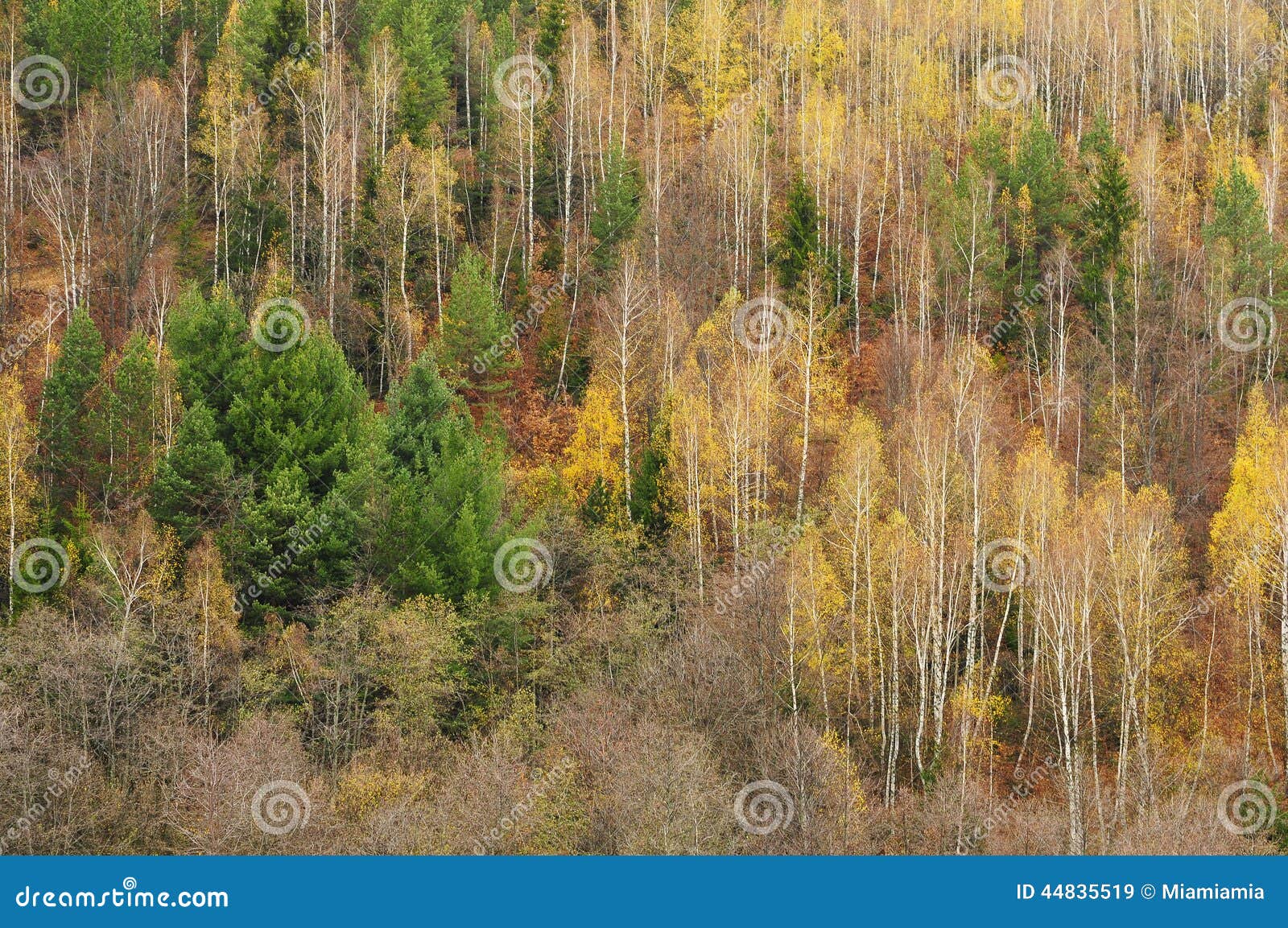 Multicolored Forest in the Autumn Fall Stock Image - Image of vertical ...