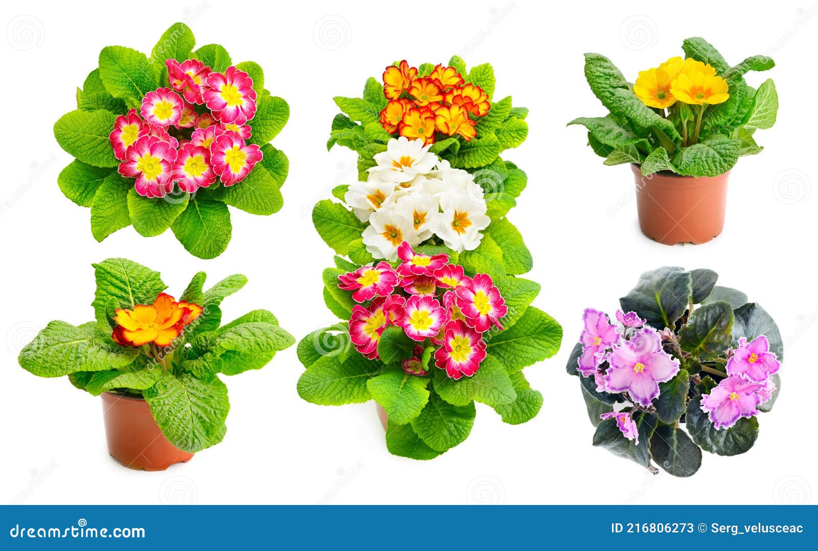 Multicolored Fresh Violets from Different Angles Isolated on White ...