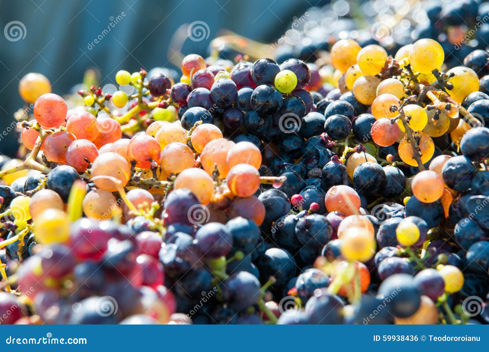 Multicolored grapes stock photo. Image of bunch, canopy - 59938436