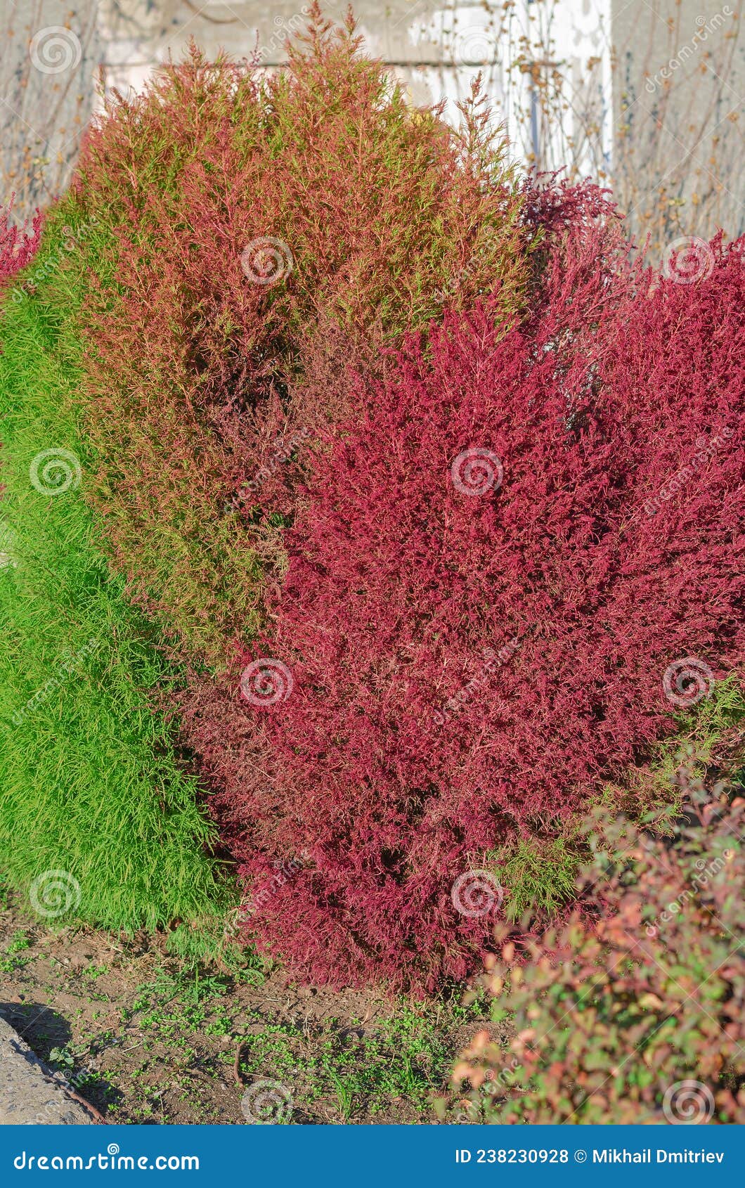 Multicolored Hedge. Shrubs of Different Colors Growing in Front Stock ...