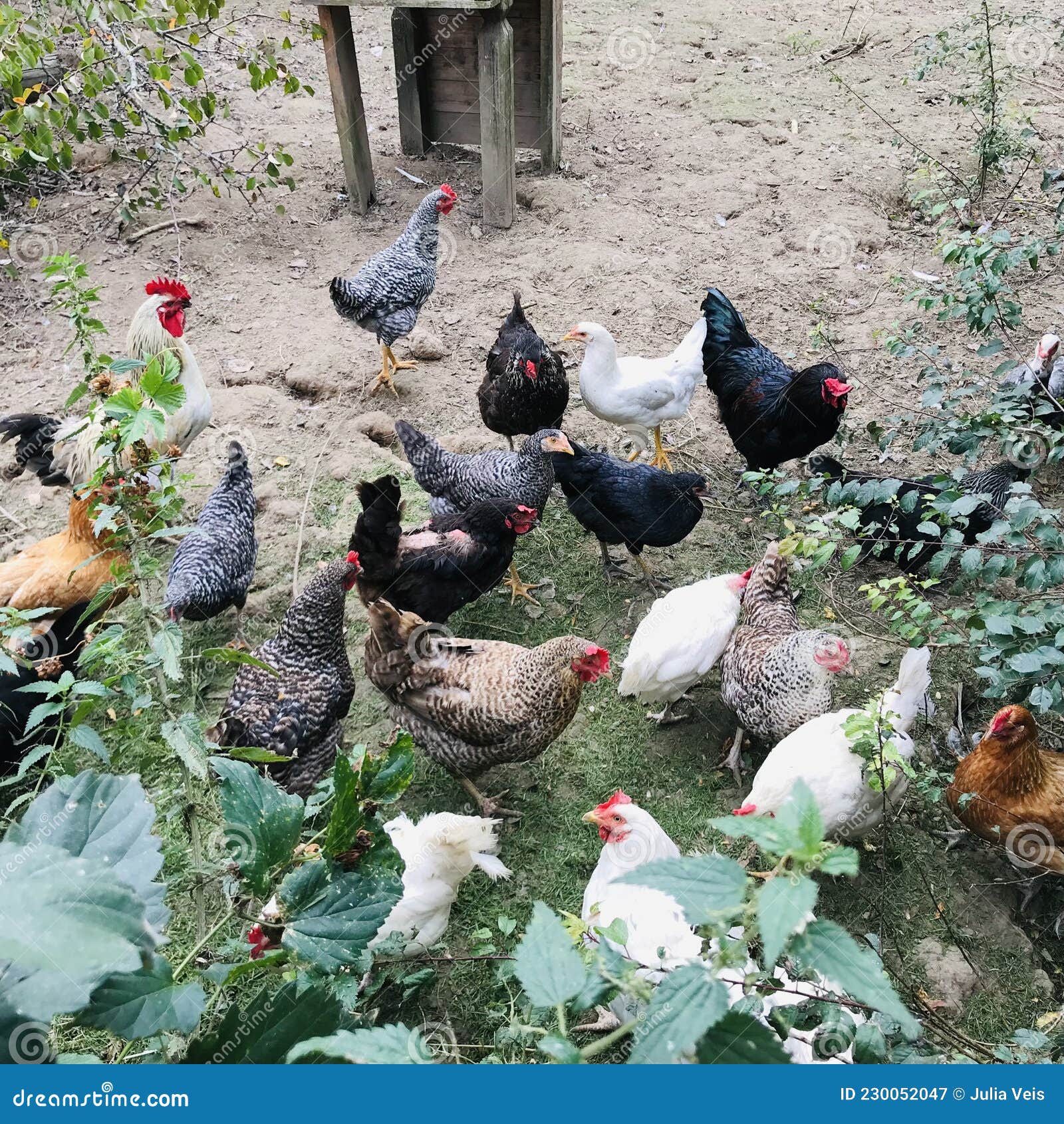 Multicolored hens stock image. Image of backyard, flower - 230052047