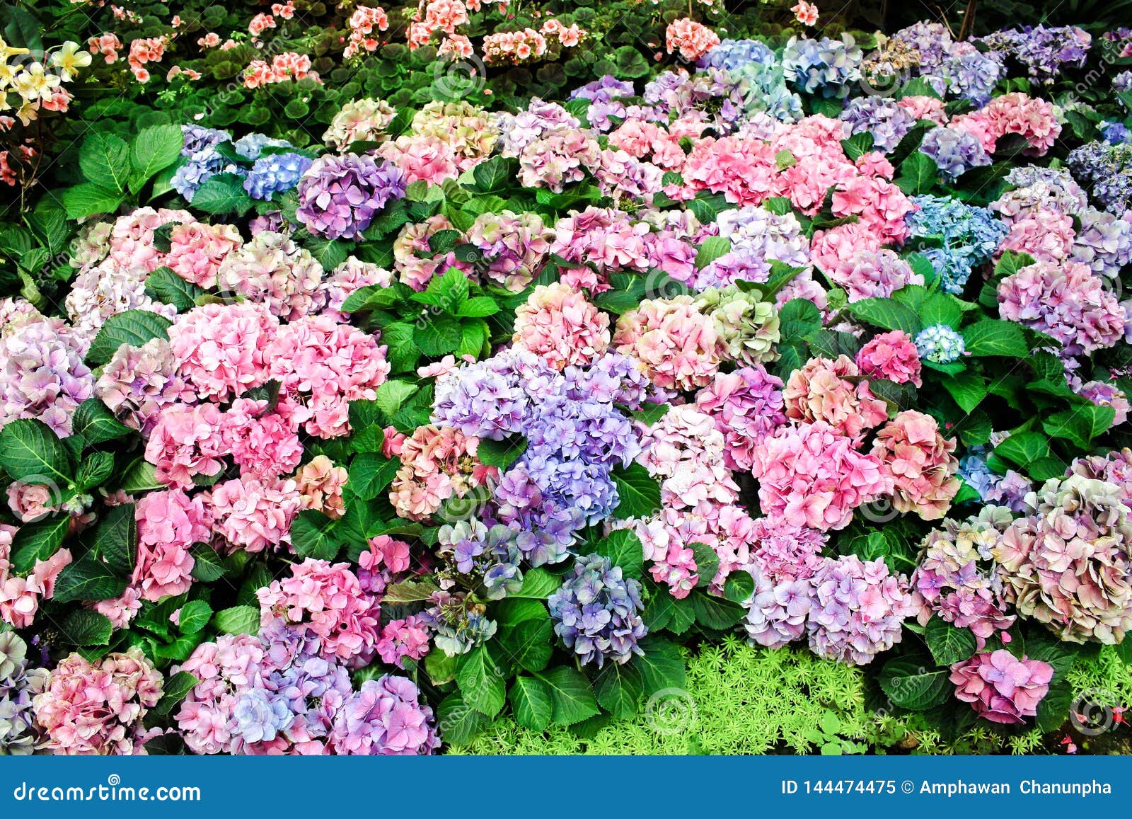 Multicolored Hydrangea Flowers Blooming in Garden Stock Image - Image ...