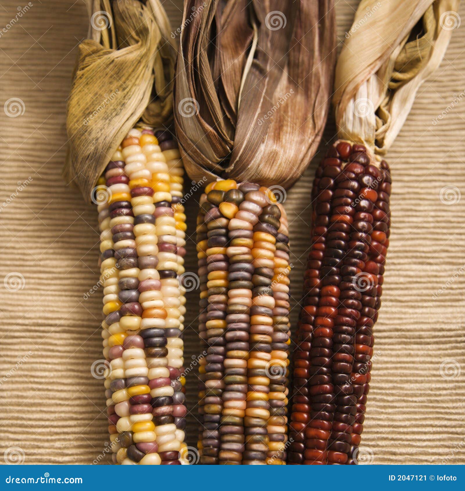 Multicolored Indian corn. stock image. Image of bounty - 2047121