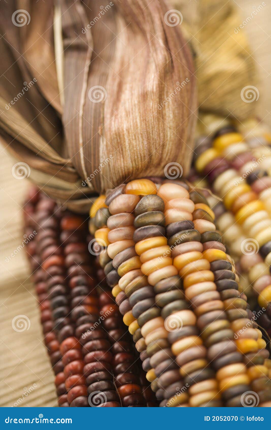 Multicolored Indian corn. stock photo. Image of fall, vegetable - 2052070