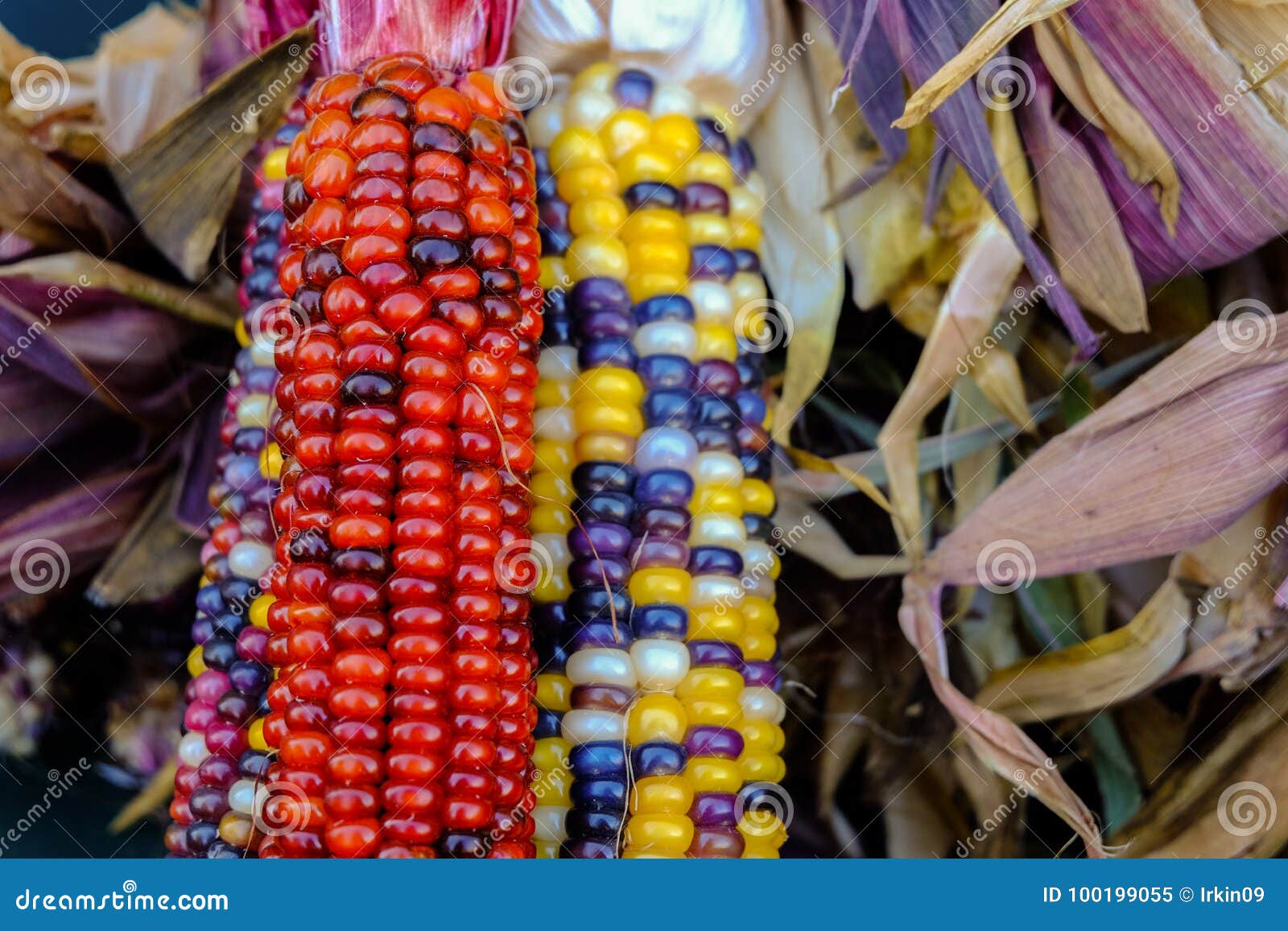 Multicolored Indian Corn stock image. Image of thanksgiving - 100199055