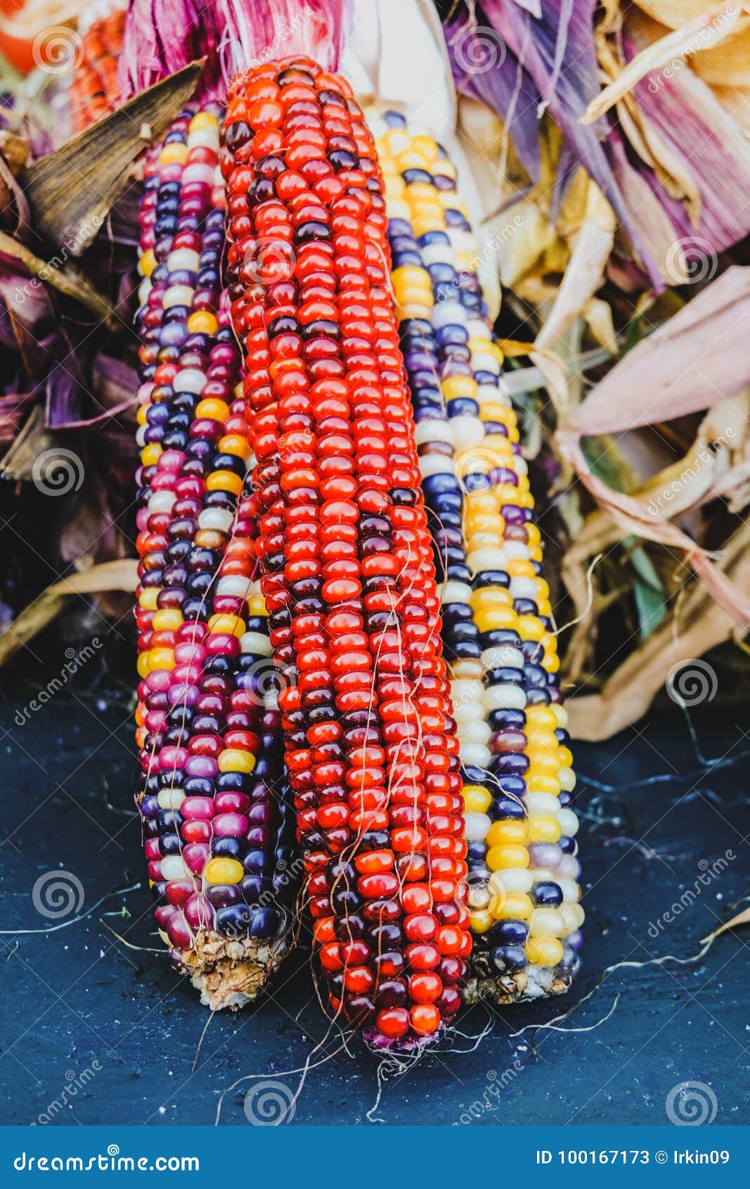 Multicolored Indian Corn stock image. Image of yellow - 100167173