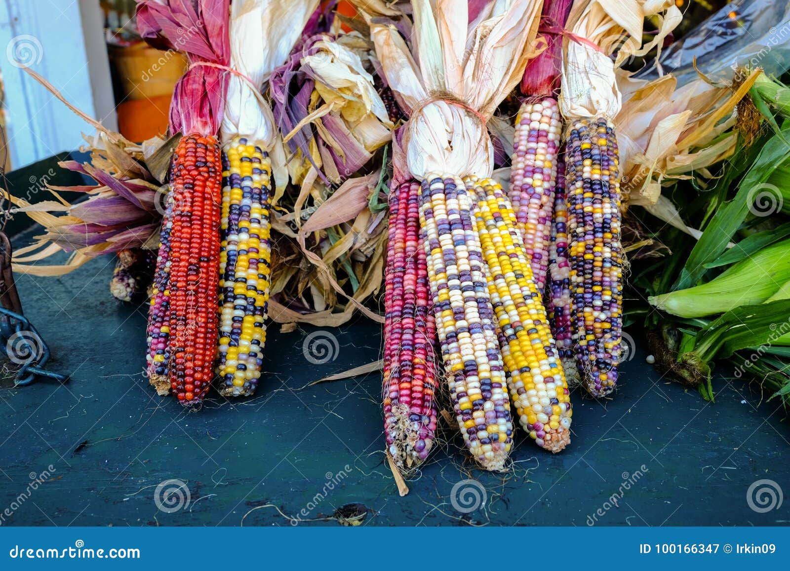 Multicolored Indian Corn stock image. Image of holiday - 100166347