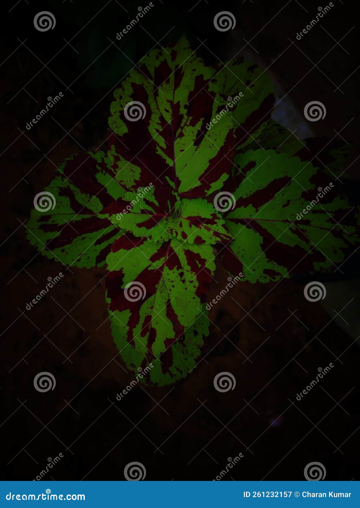 Multicolored leaf backdrop stock image. Image of soil - 261232157