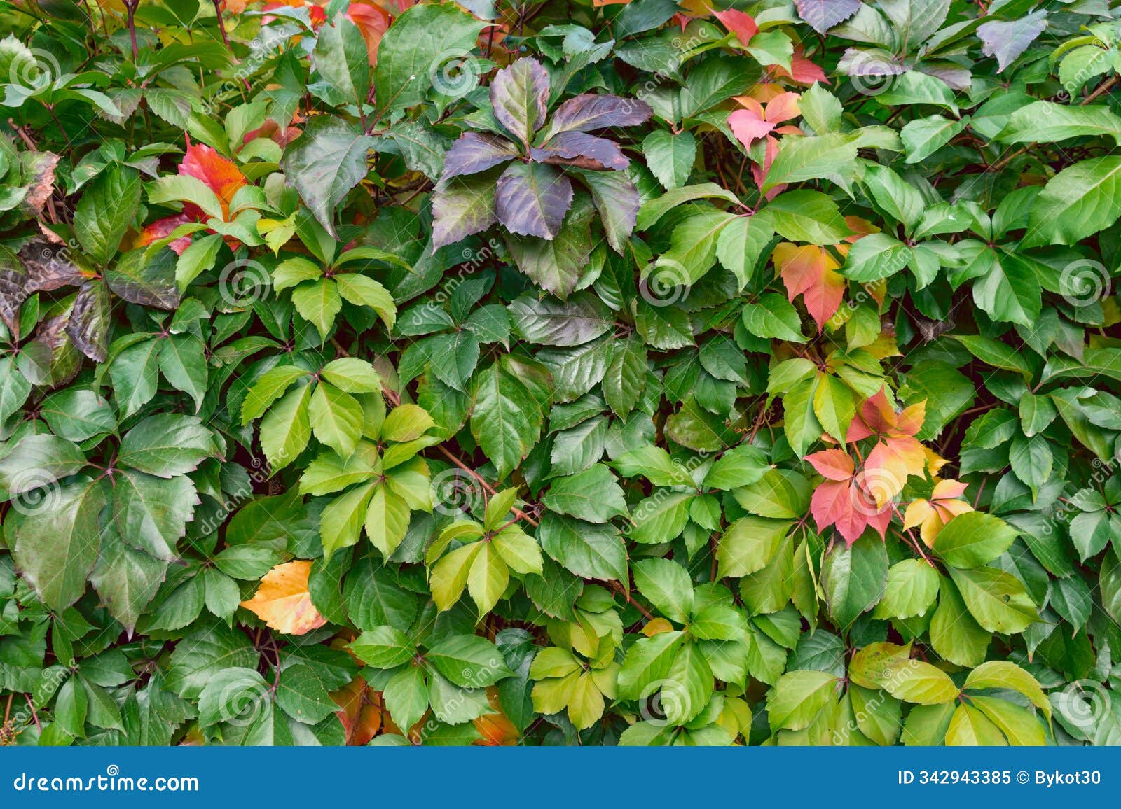 Multicolored Leaves of Parthenocissus Inserta, Thicket Creeper. Autumn ...