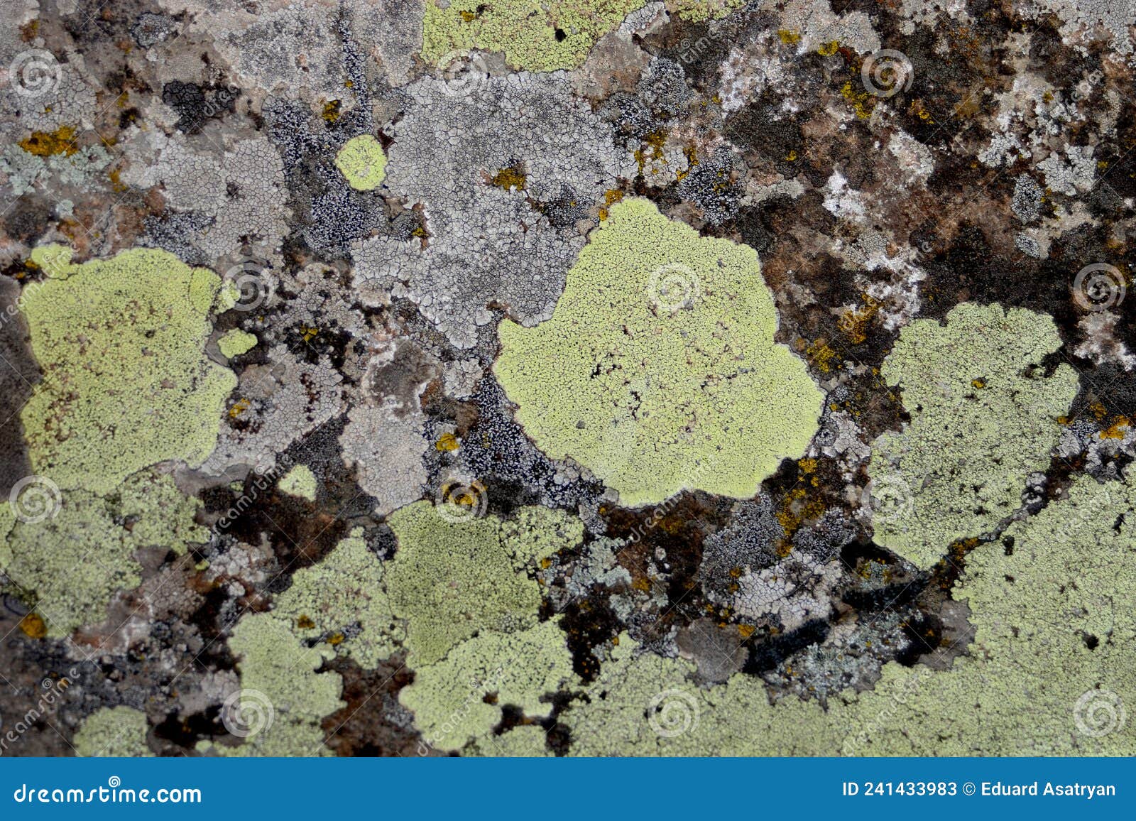 An Unusually Beautiful Photo of a Multi-colored Lichen that Can Also Be ...