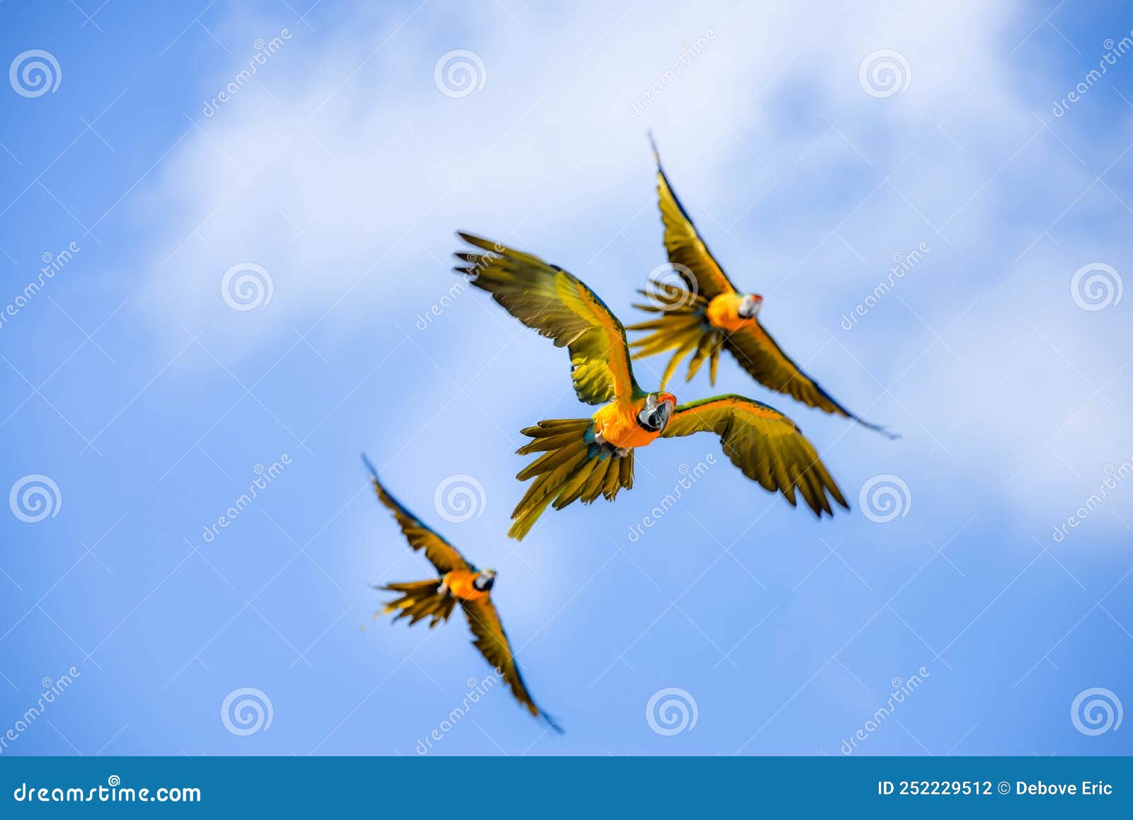 Multicolored Macaws Flying in a Blue Sky Stock Photo - Image of forest ...