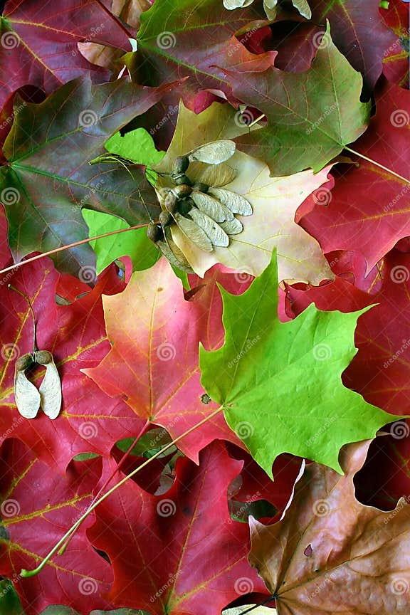 Multicolored Maple Leaf Arrangement Stock Image - Image of woods, seed ...
