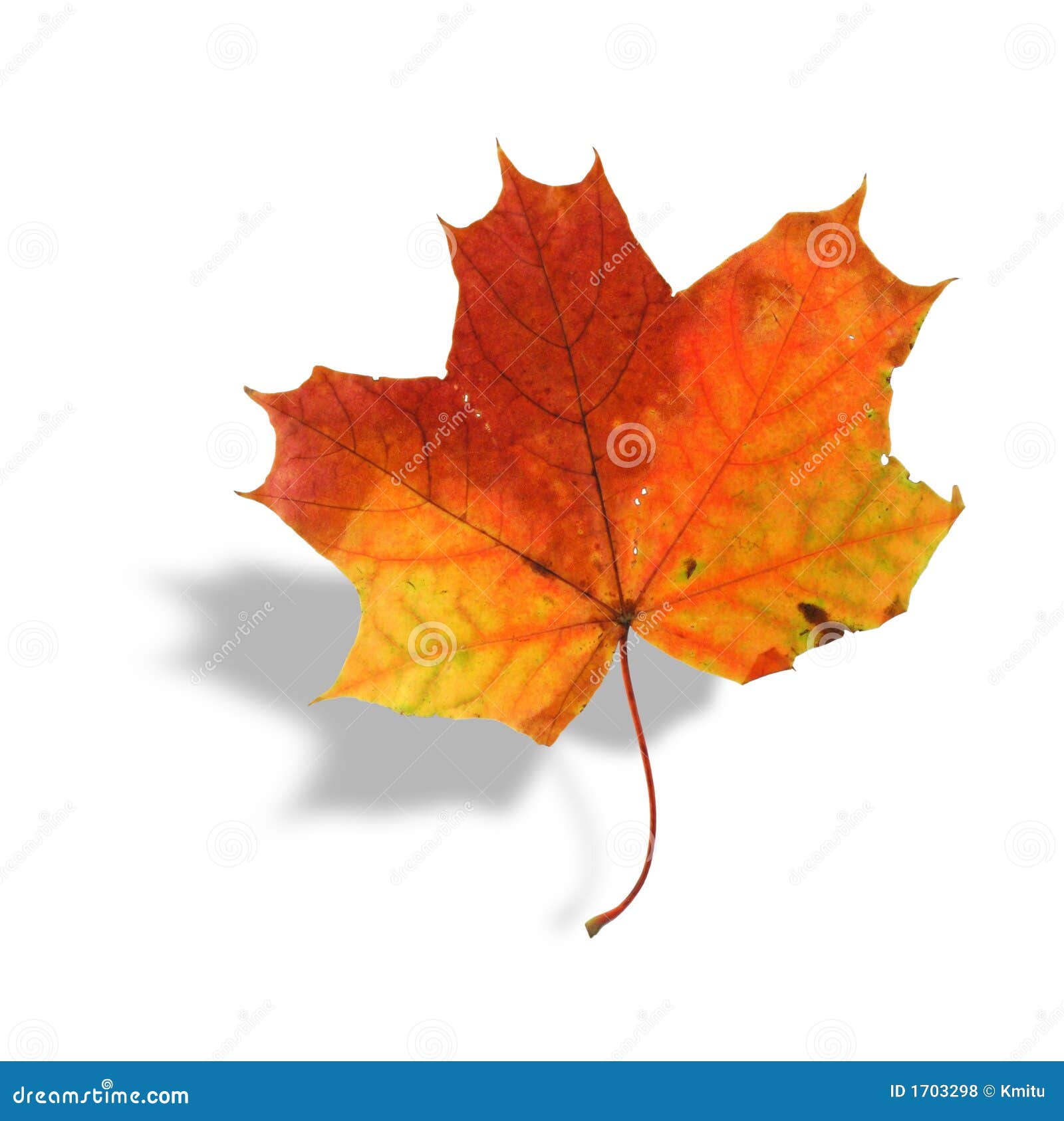 Multicolored Maple Leaf with Shadow Stock Photo - Image of colour ...