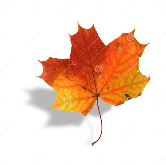 Multicolored Maple Leaf with Shadow Stock Photo - Image of colour ...