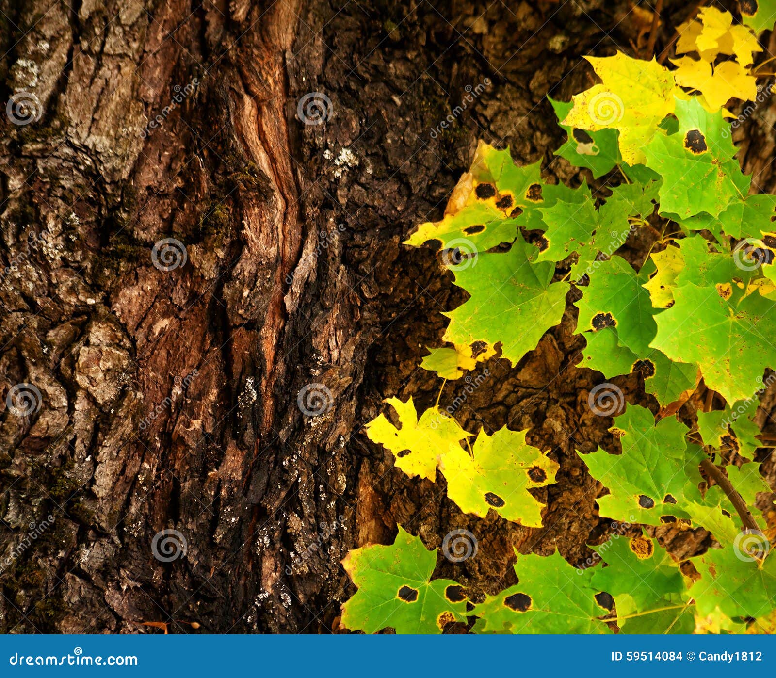 Multicolored Maple Leaves and Trunk Stock Photo - Image of seasonal ...
