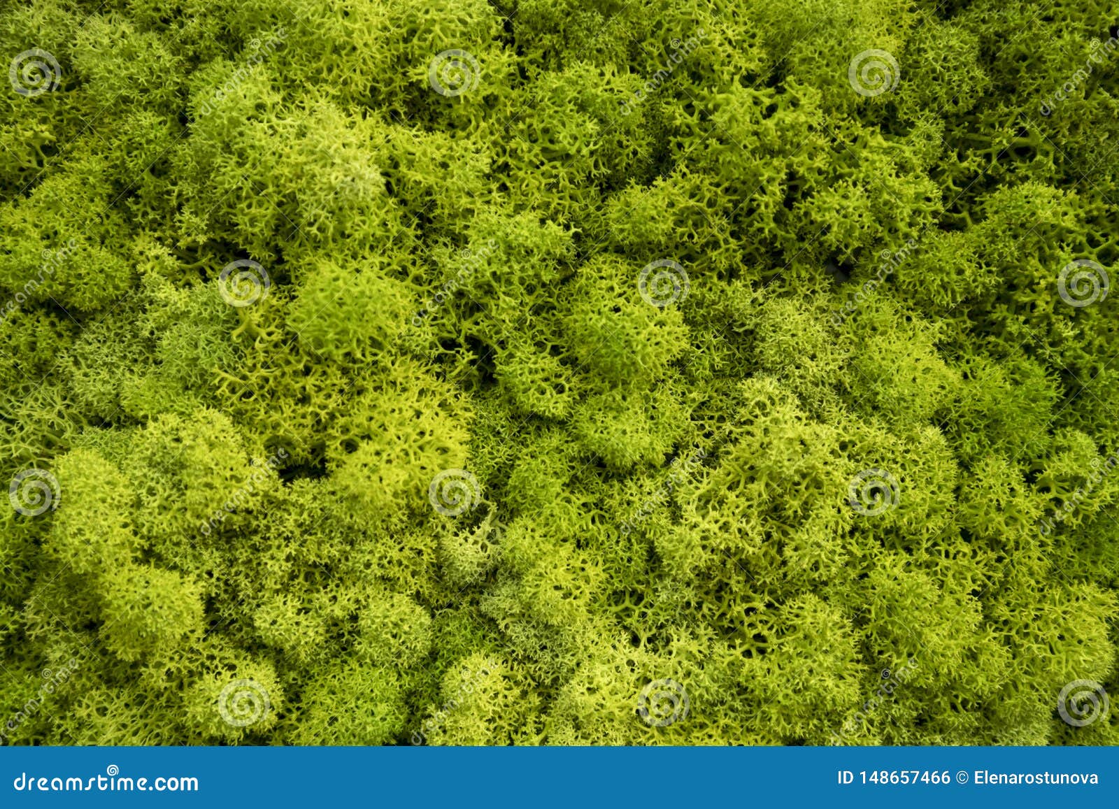 Multicolored Moss Used in the Design of the Garden Stock Photo - Image ...
