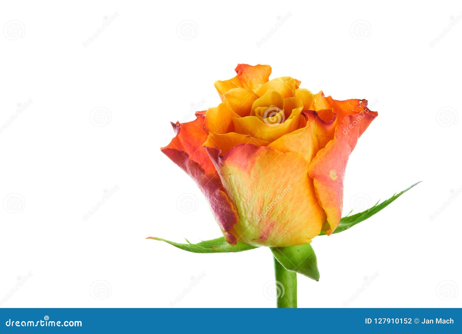 Multicolored Orange and Red Rose on Wihte Background Stock Photo ...