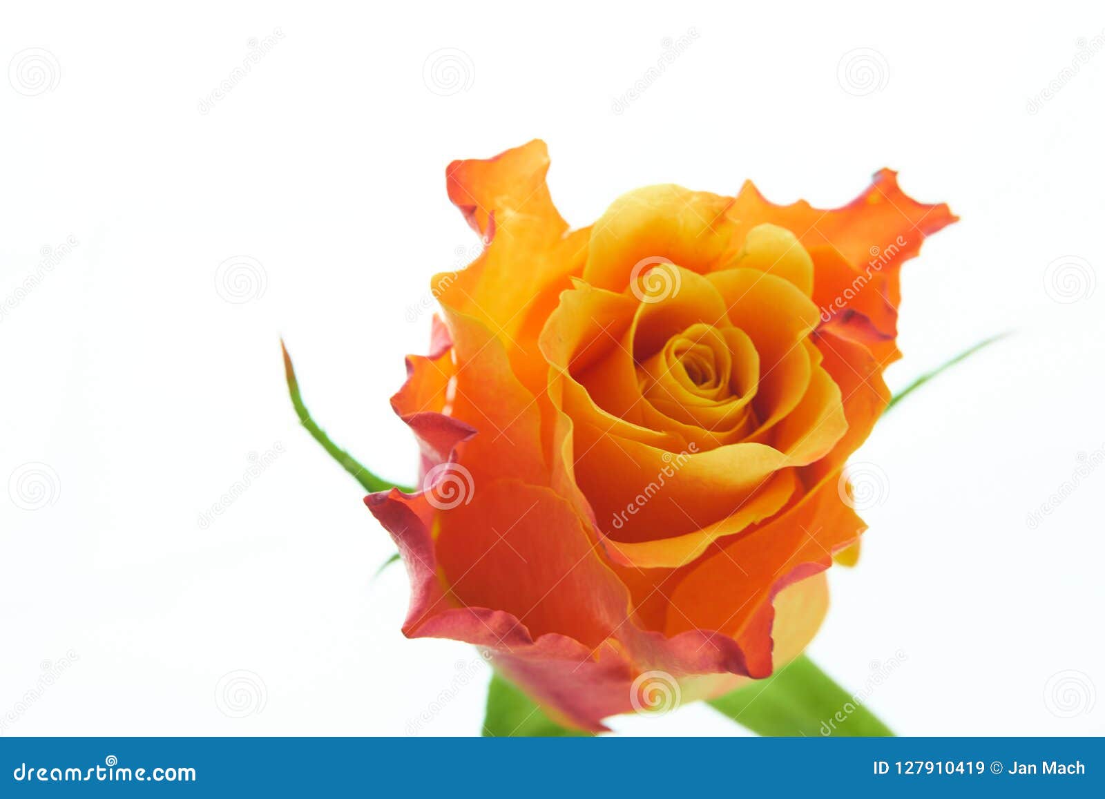 Multicolored Orange Rose Isolated Stock Image - Image of colorful ...