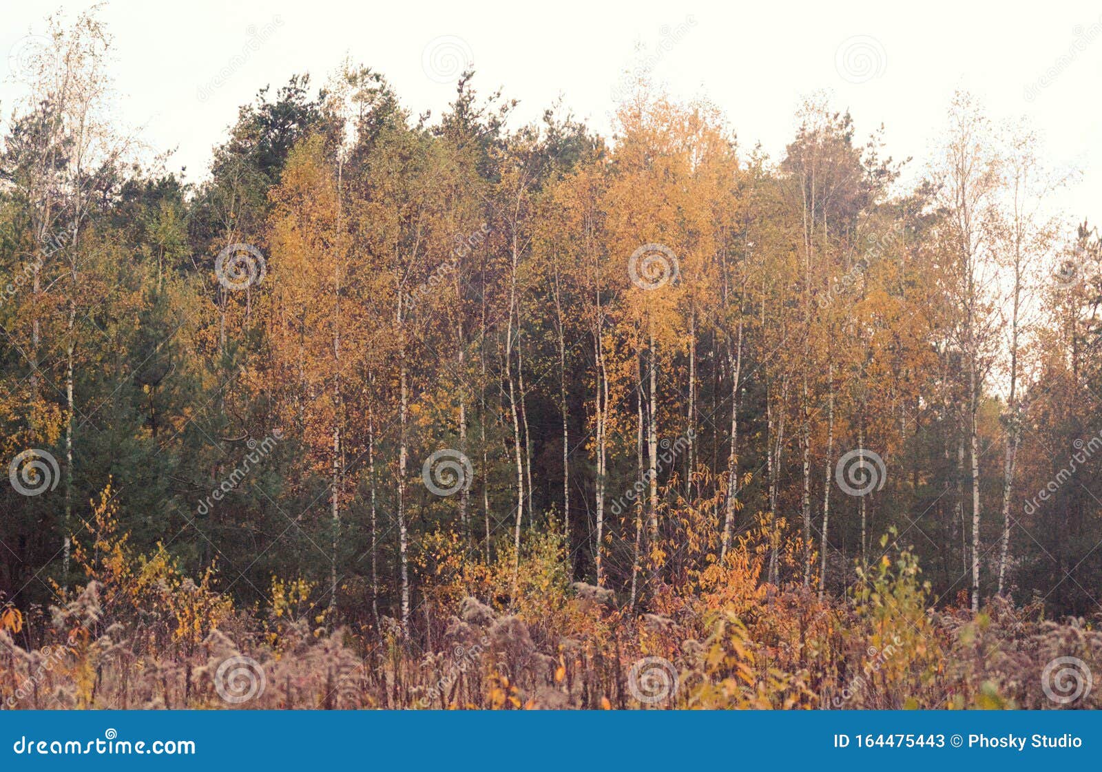 Deciduous Forest in Autumn. Stock Image - Image of colorful, green ...