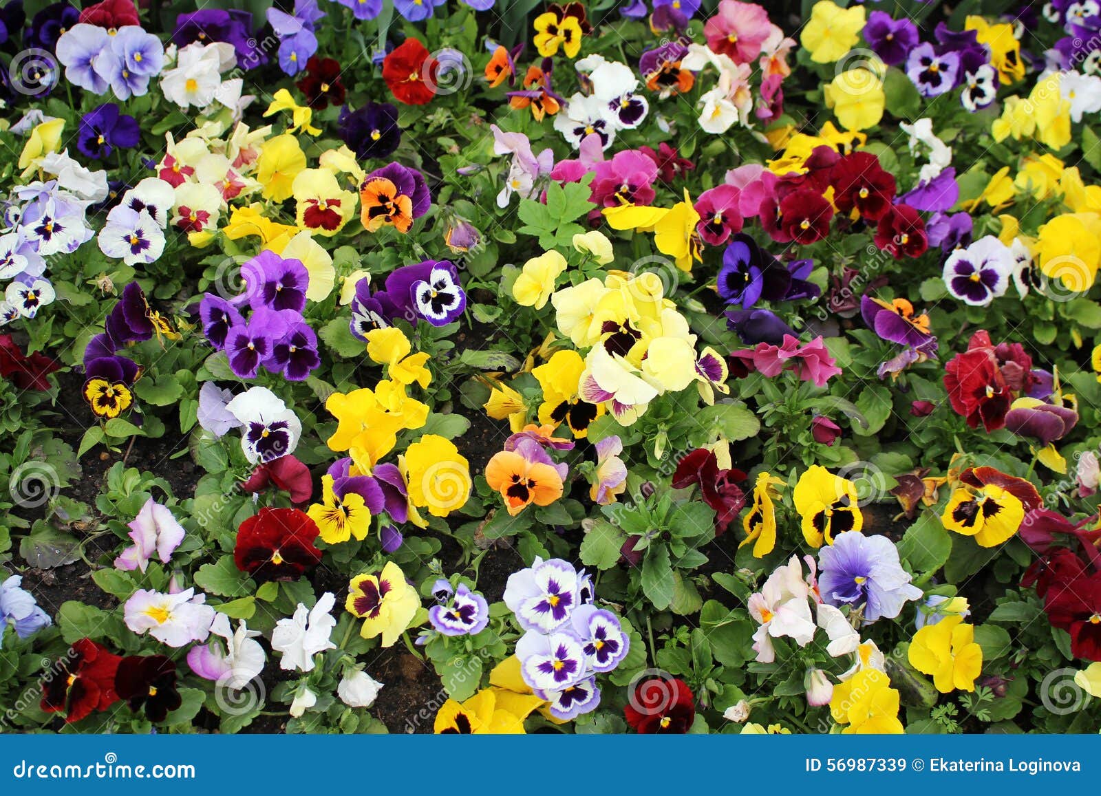 Multicolored pansies. stock image. Image of pansies, colorful - 56987339