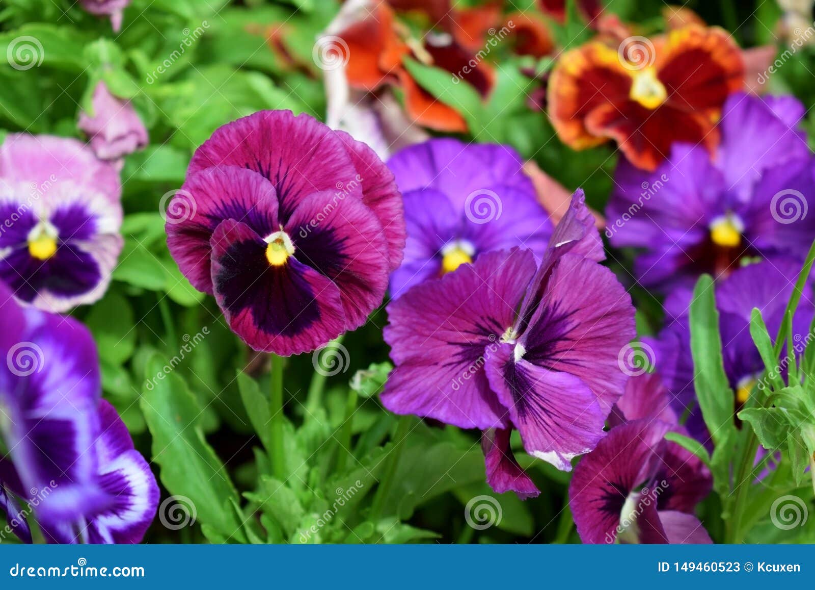 Multicolored Pansies on the Flower Bed Stock Image - Image of soil ...