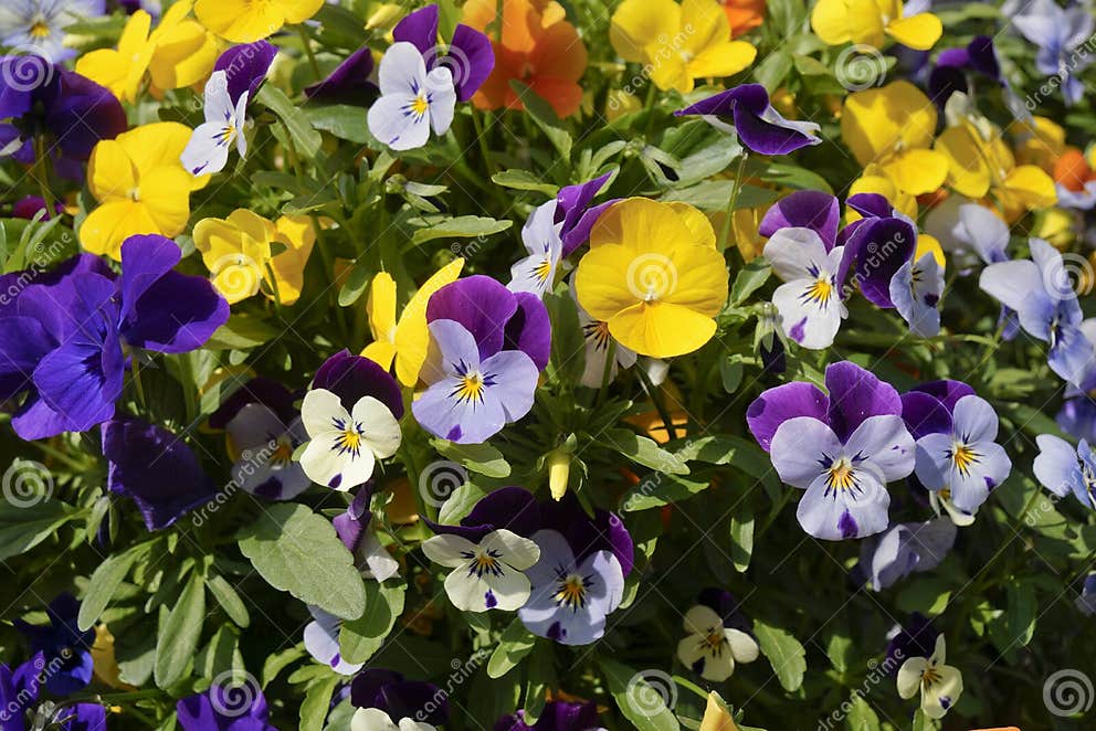 Multicolored pansies stock photo. Image of garden, flora - 32998270
