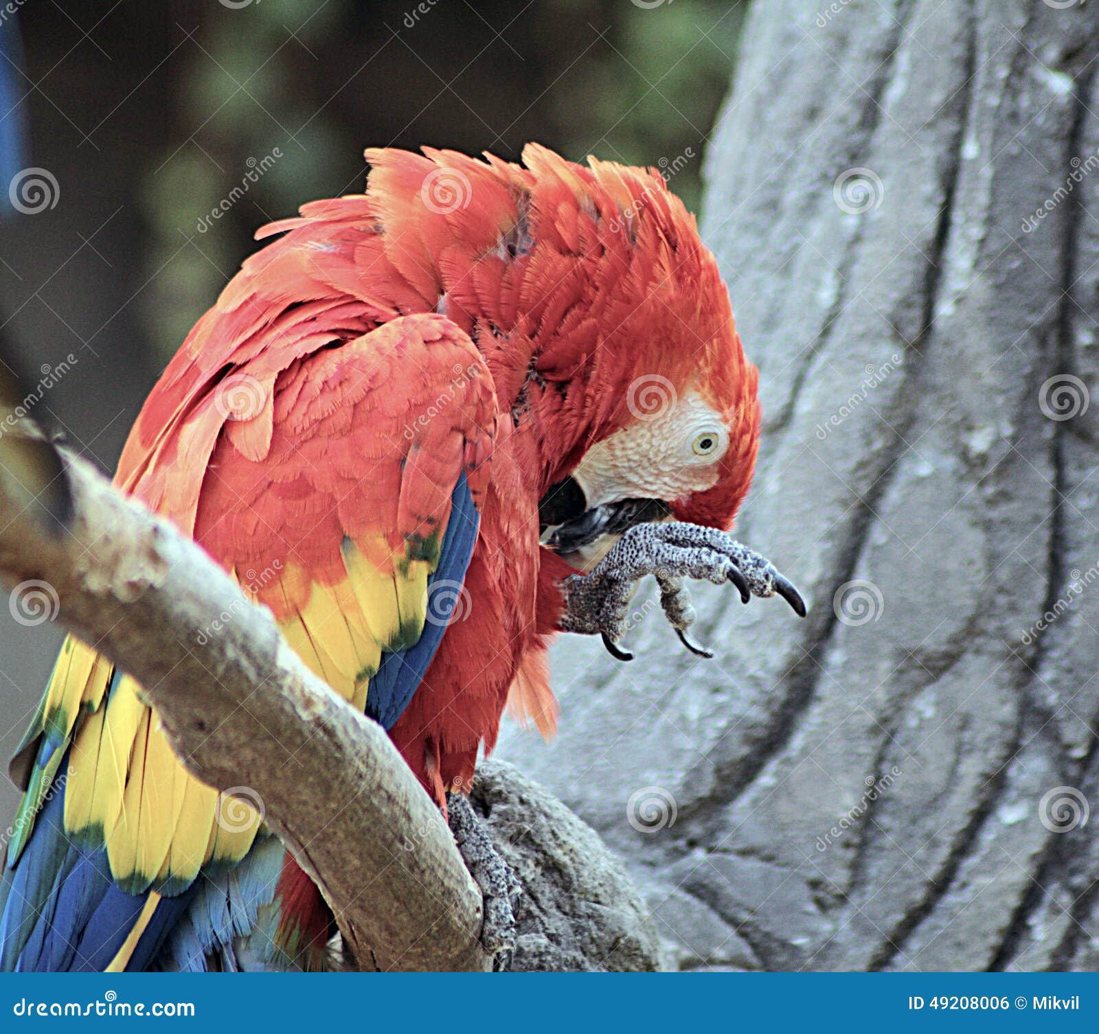 Multicolored parrot stock photo. Image of branch, parrots - 49208006
