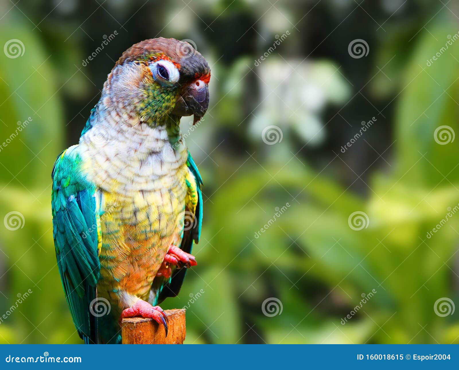 A Multicolored Parrot Sleeping in the Green Branches Stock Image ...