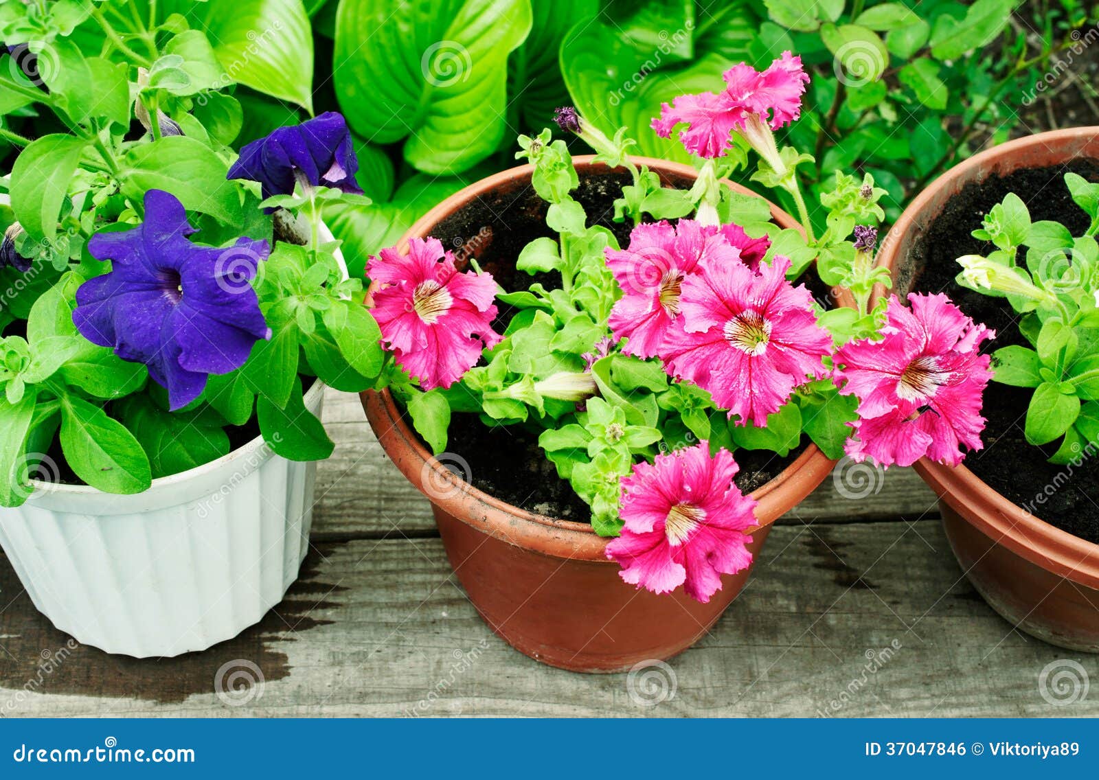 Multicolored Petunias in Pots Stock Photo - Image of garden, petunia ...