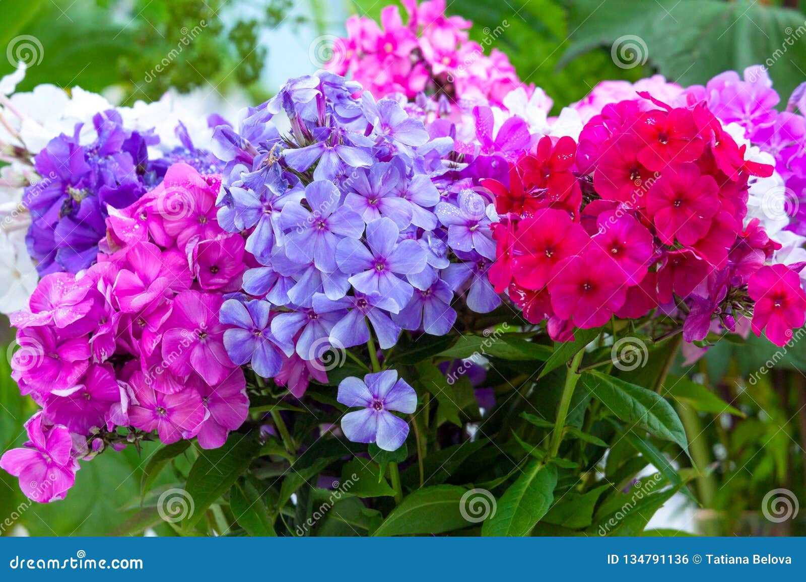 Multicolored Phlox Flowers in Bouquet Stock Photo - Image of beautiful ...