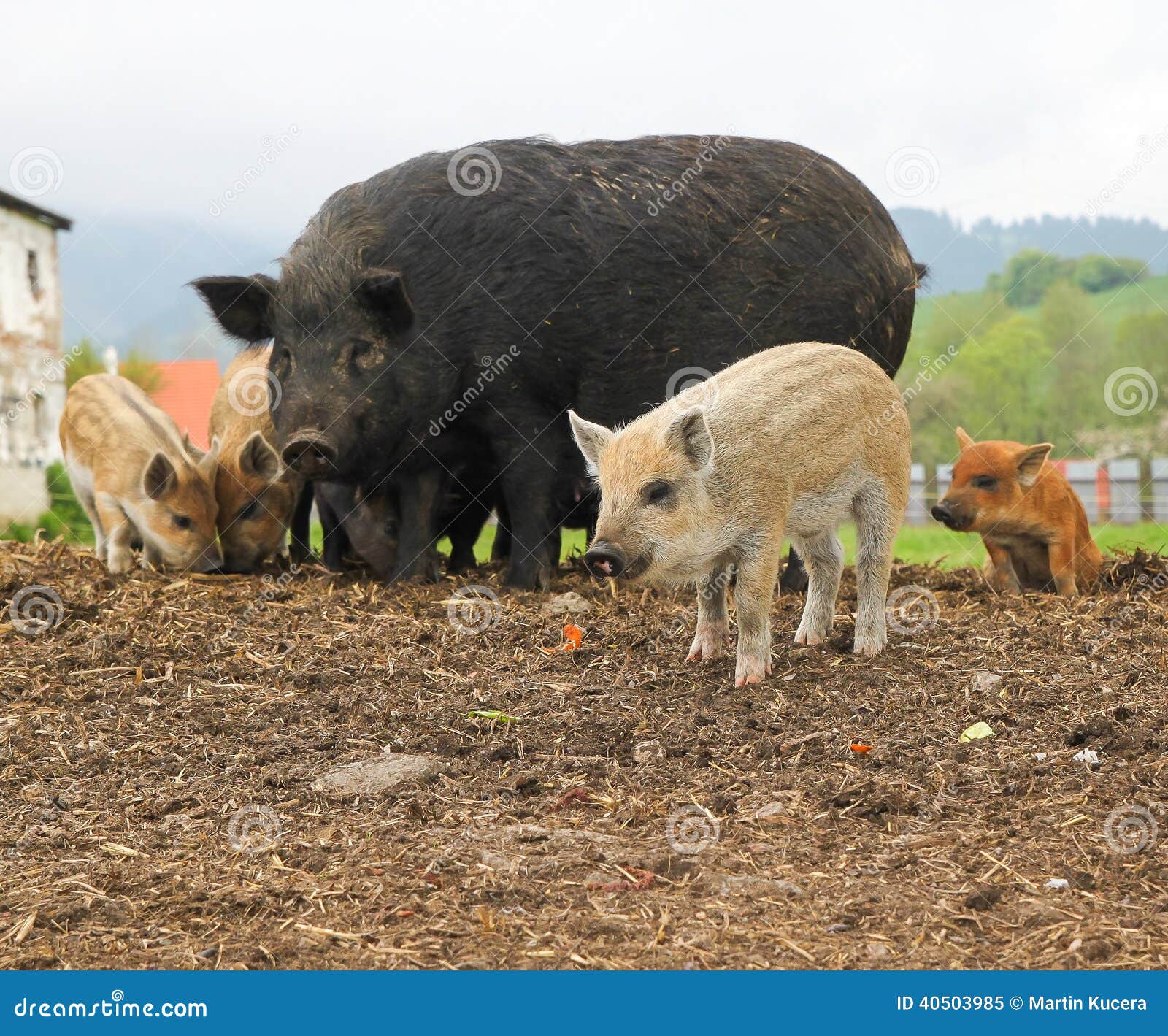 Multicolored Piglets with Mom Stock Image - Image of swine, mammals ...