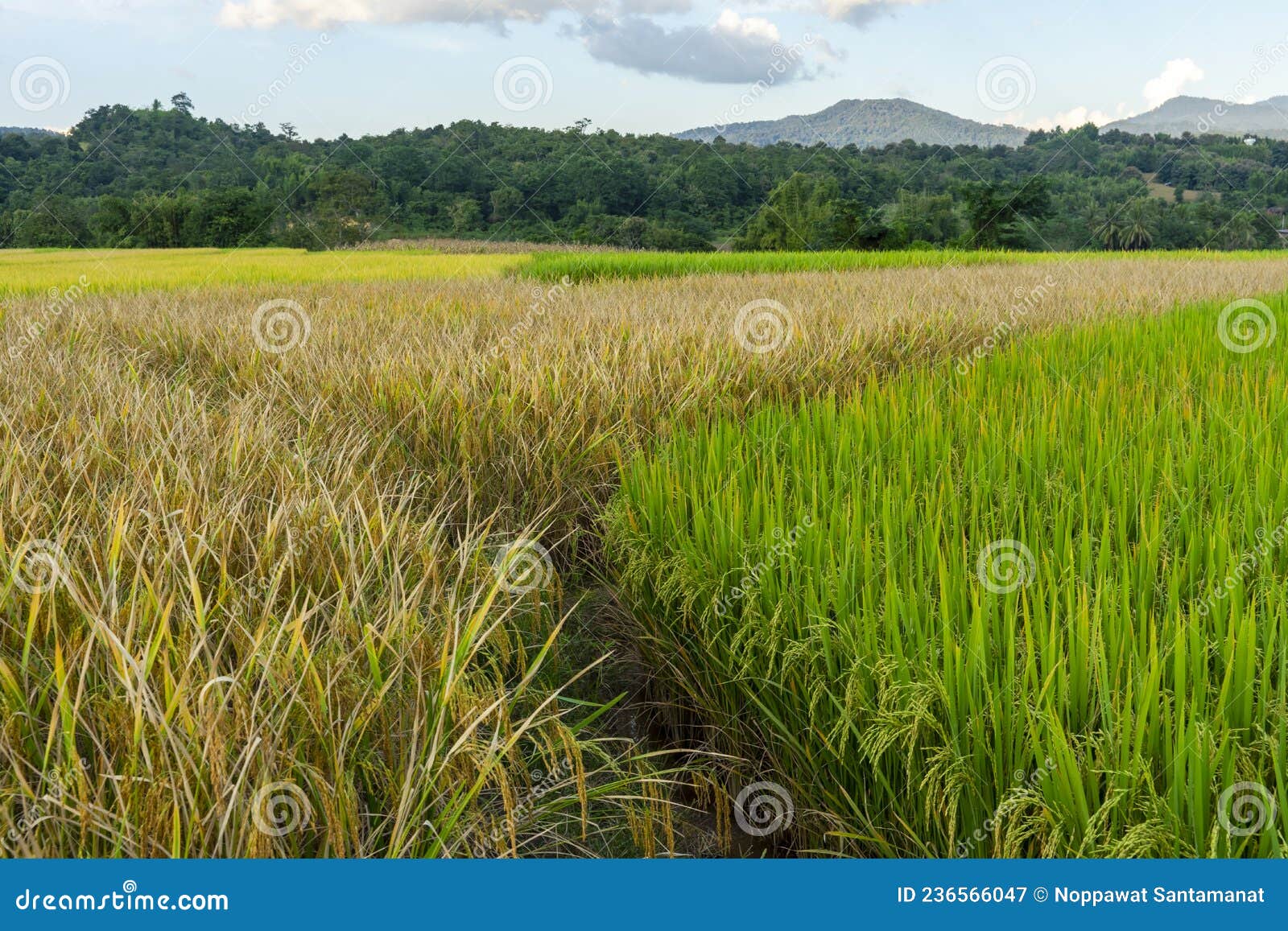 The Multicolored Rice Fields are Yielding. Golden Rice Grain Stock ...