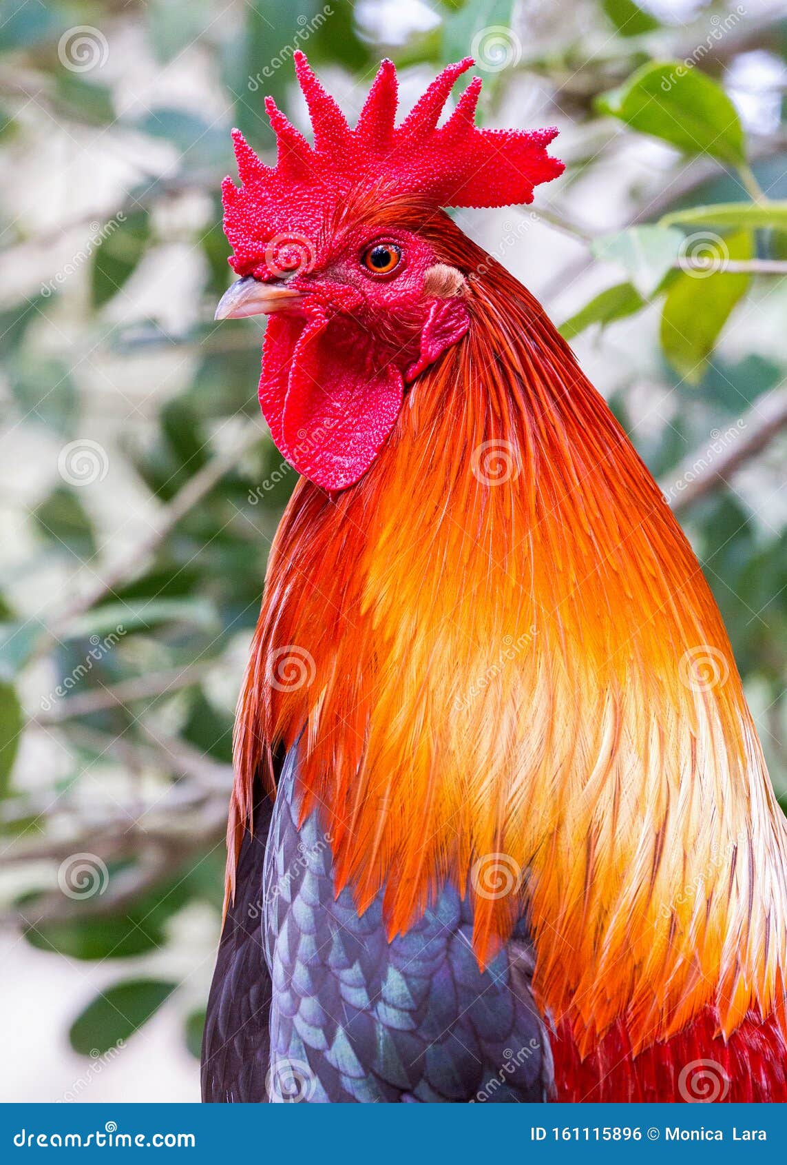 Multicolored Rooster Closeup of Head Neck and Chest Stock Photo - Image ...