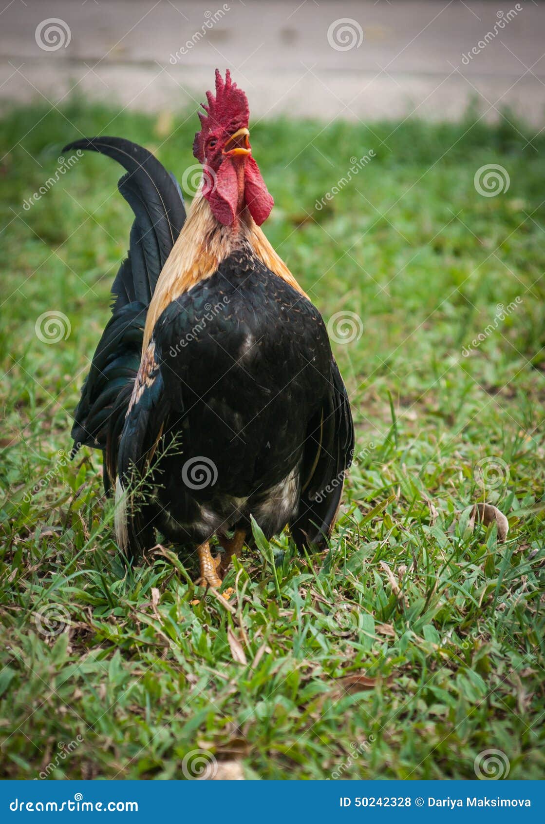 Multicolored Rooster, Koh Samui, Thailand Stock Photo - Image of color ...