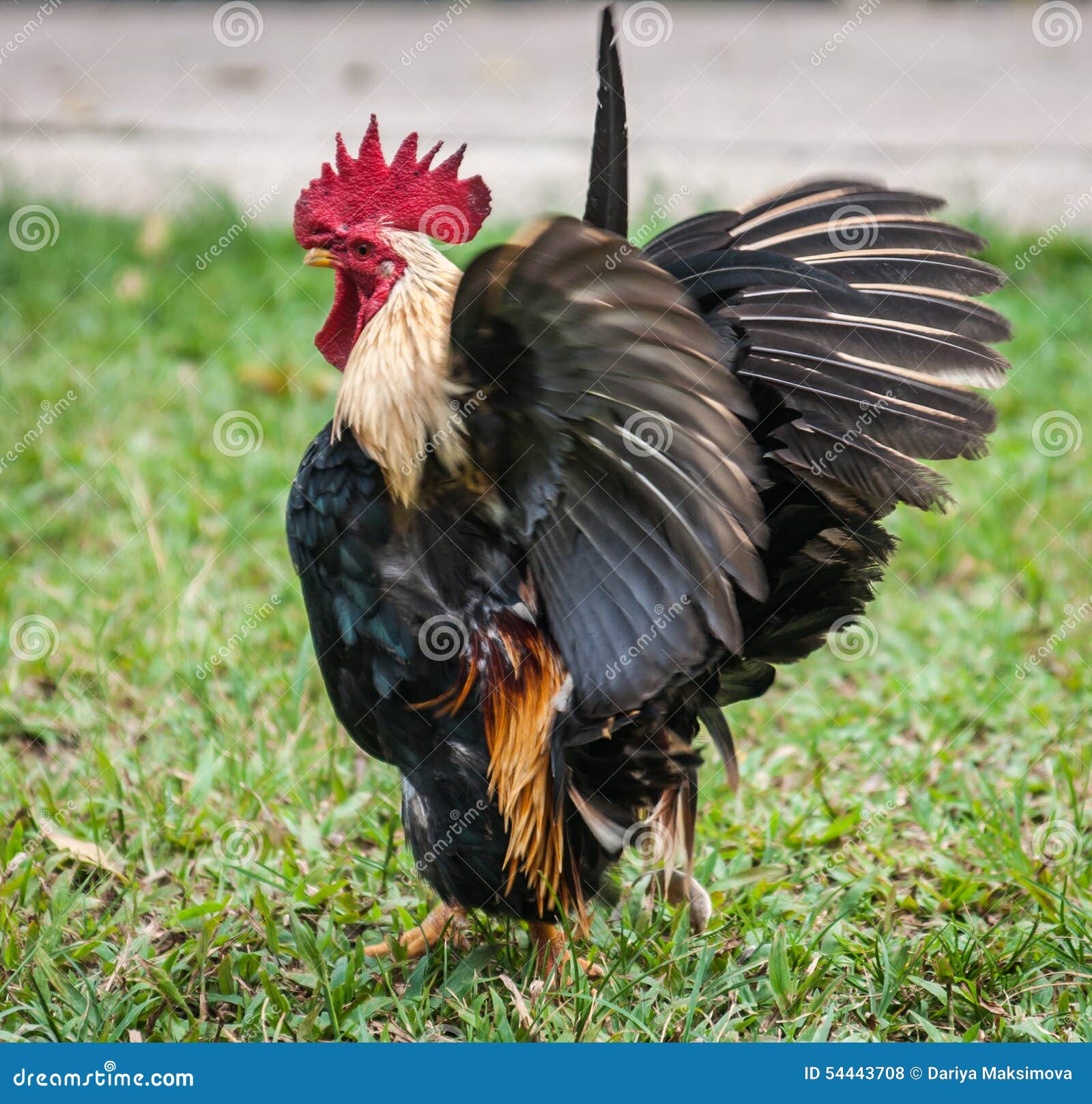 Multicolored Rooster, Koh Samui, Thailand Stock Photo - Image of ...