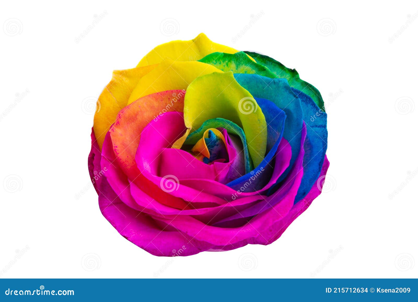 Multicolored rose isolated stock photo. Image of nature - 215712634